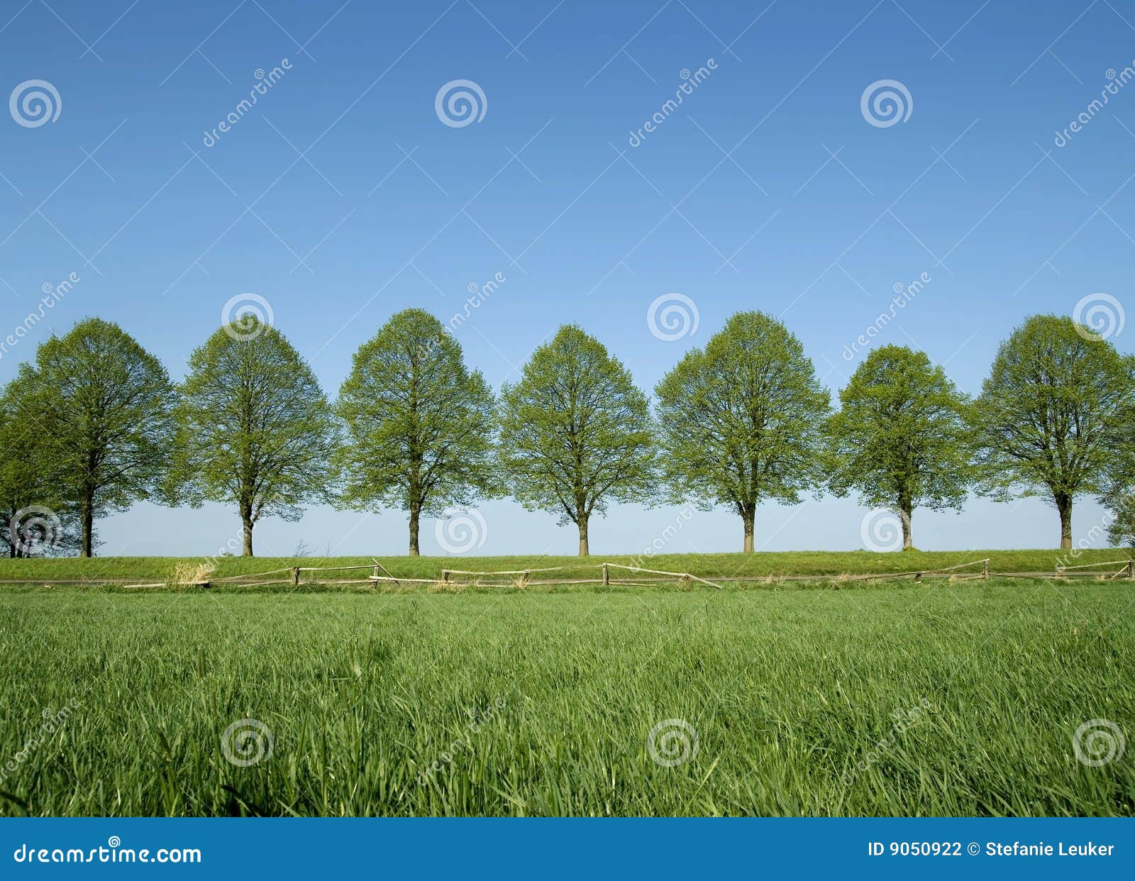 Spring trees stock photo. Image of landscape, grass, line - 9050922