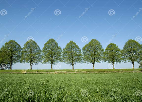 Spring trees stock photo. Image of landscape, grass, line - 9050922