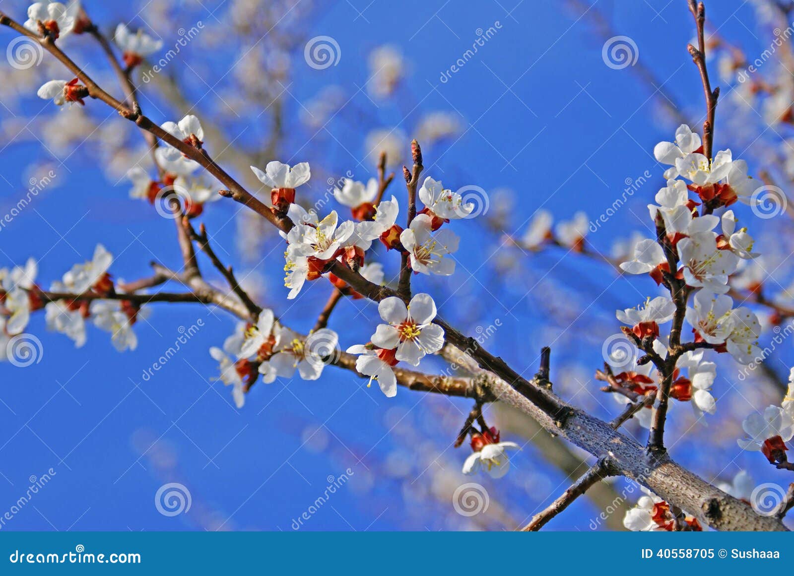 Spring and trees in bloom stock image. Image of outdoor - 40558705