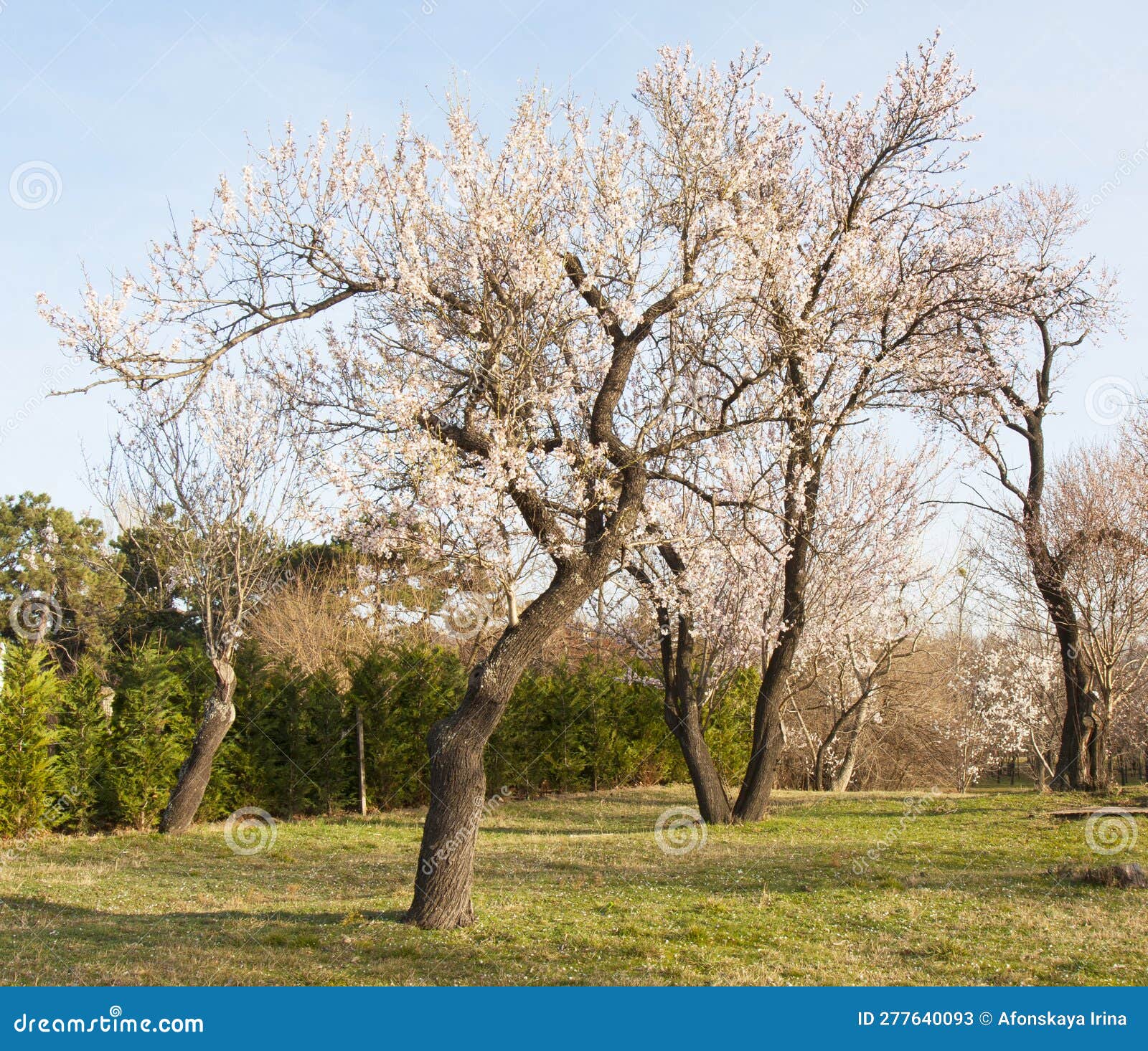 Spring Trees in Blossom, in Varna, Bulgaria. Stock Image - Image of ...