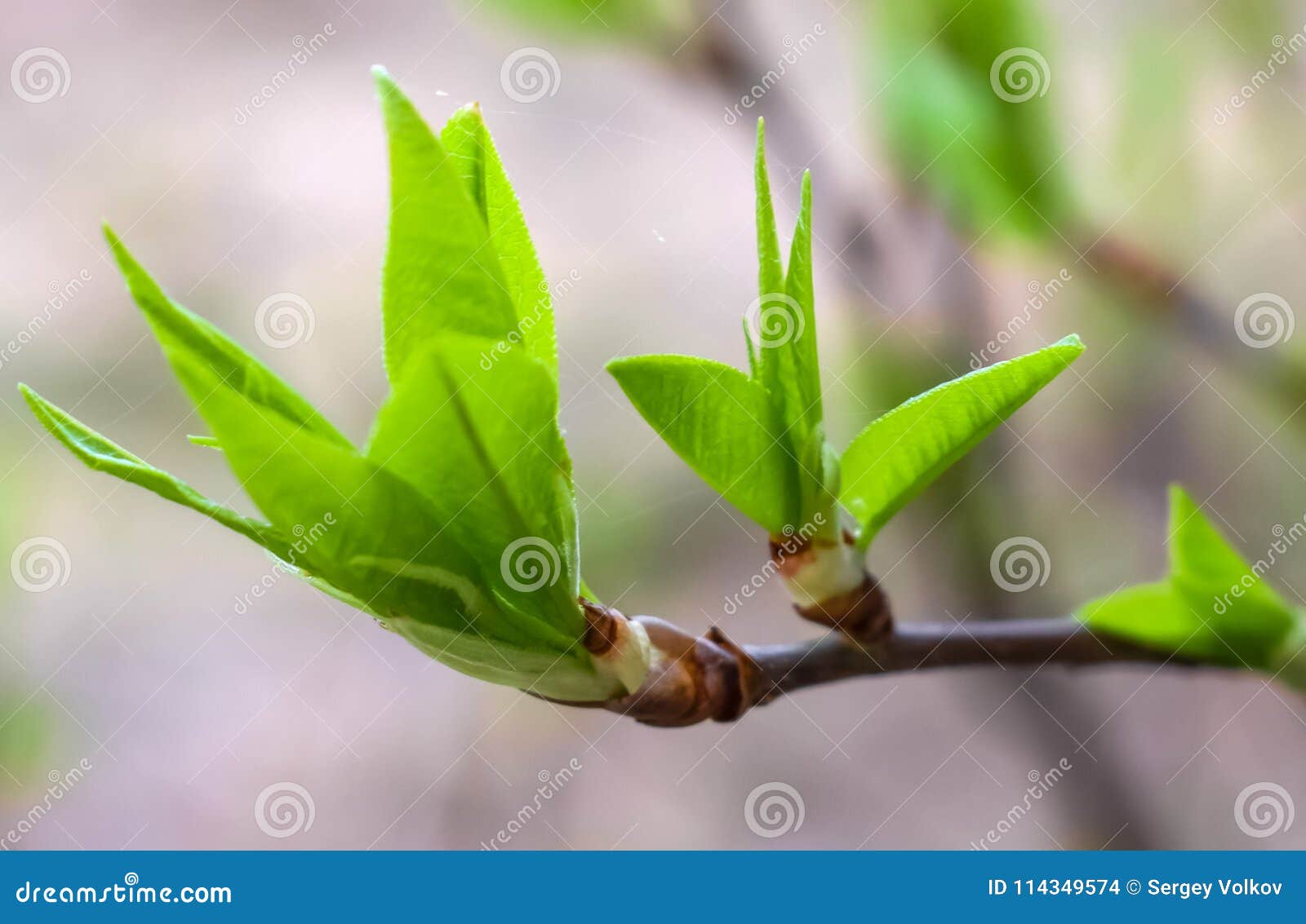 The first spring leaves stock photo. Image of bloom - 114349574