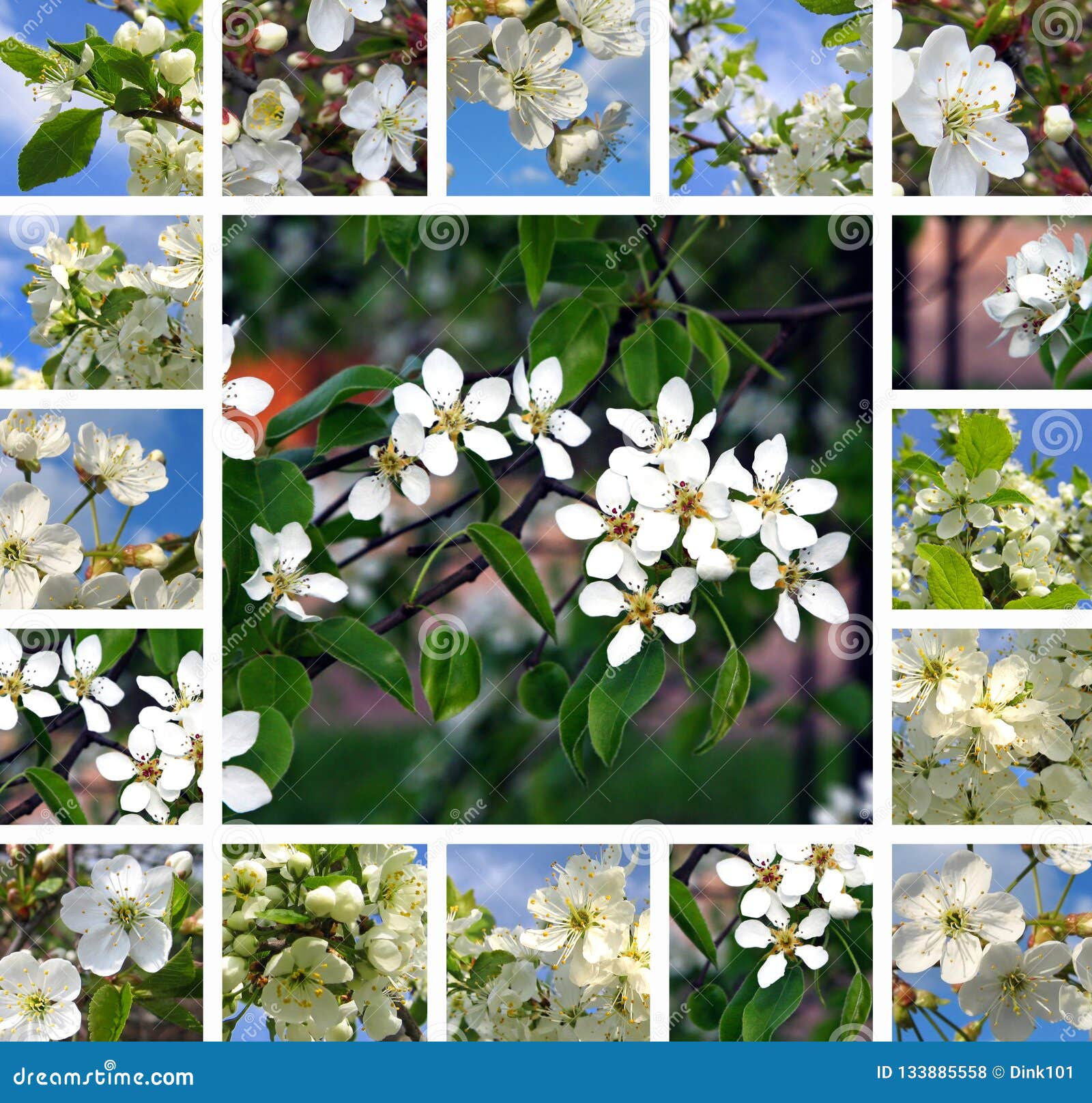 Spring trees collage stock photo. Image of blossom, outdoor - 133885558