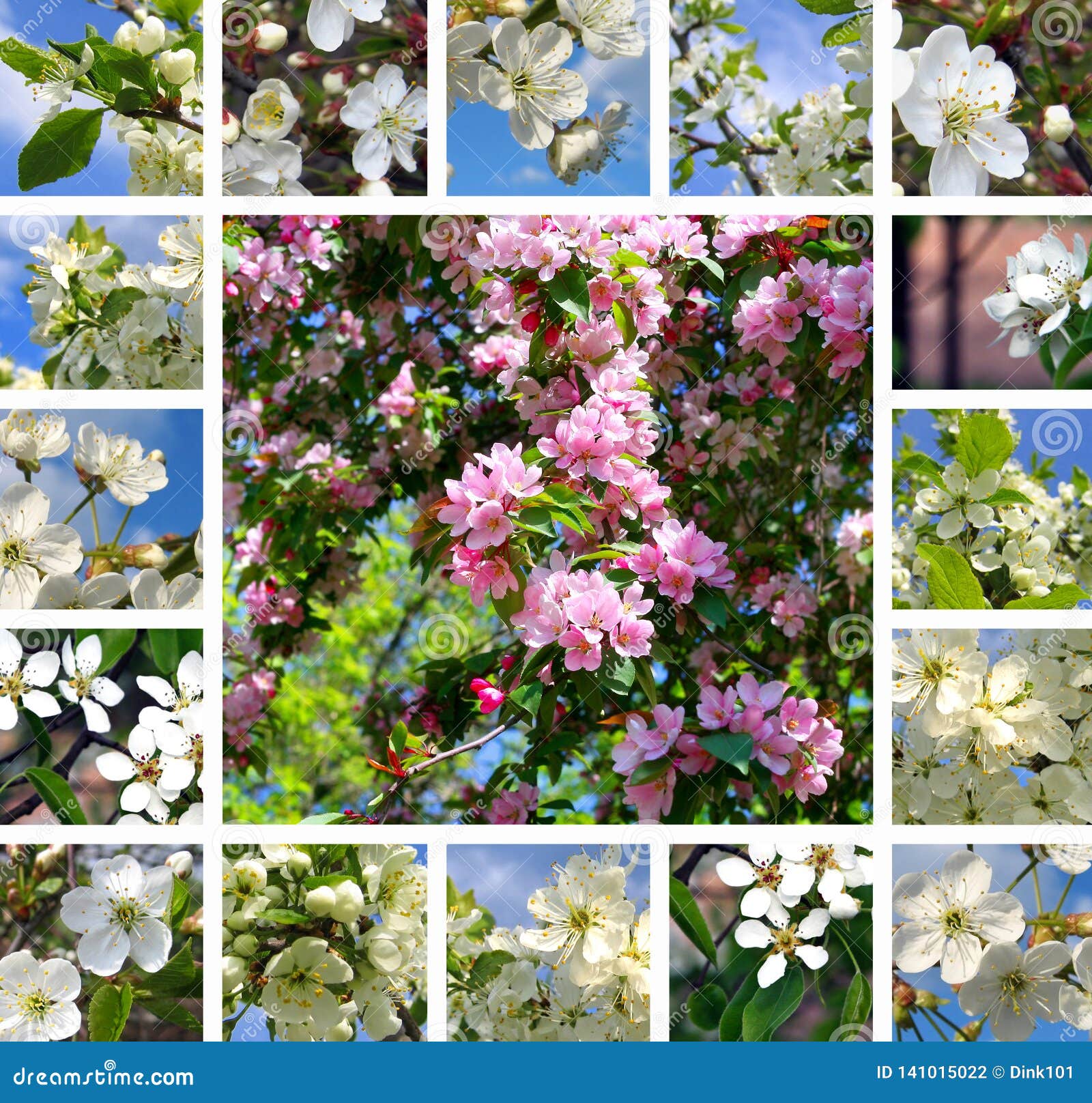 Spring trees collage stock photo. Image of blossoming - 141015022