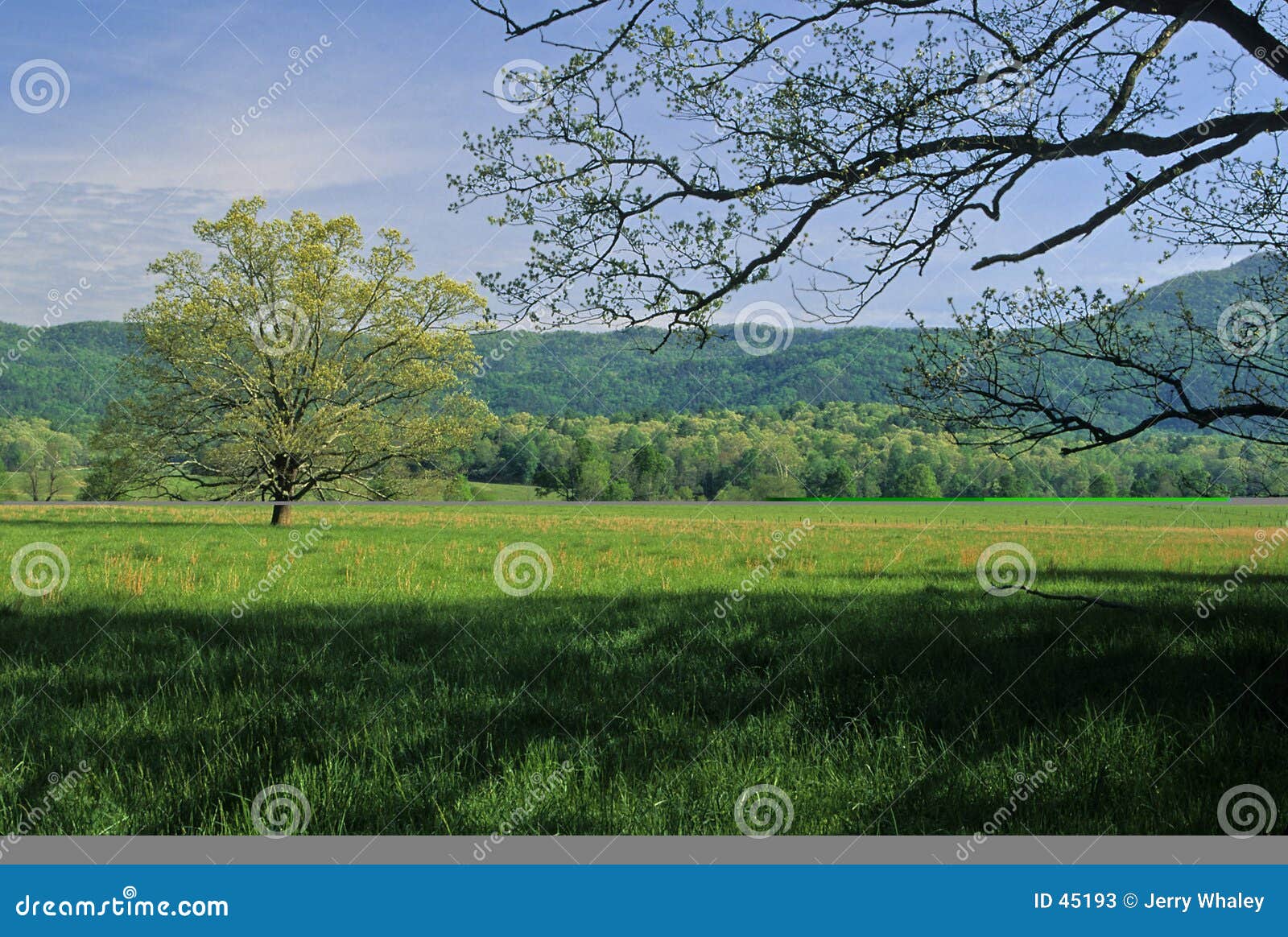 Spring, Trees, Fields stock image. Image of natural, cades - 45193