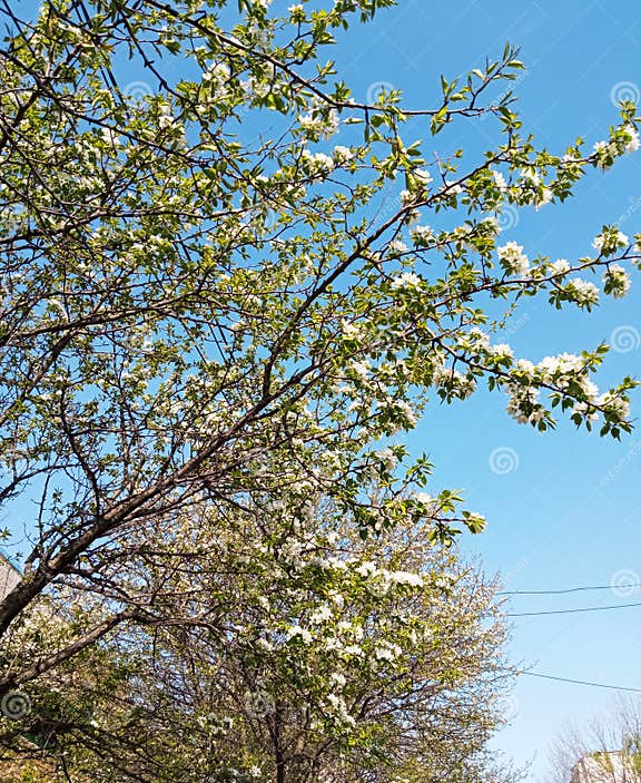 Spring trees and flowers stock photo. Image of evergreen - 224056970