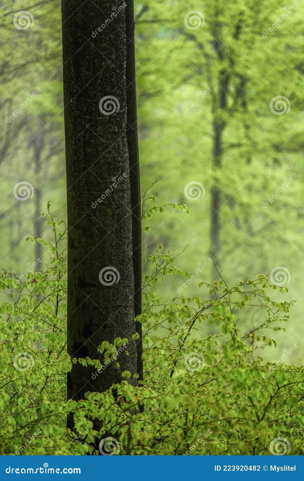 Spring trees stock photo. Image of natural, color, season - 223920482
