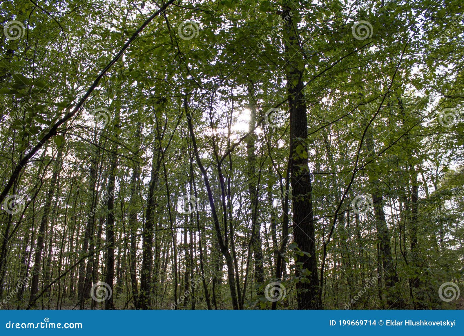 Spring trees in the forest stock photo. Image of autumn - 199669714