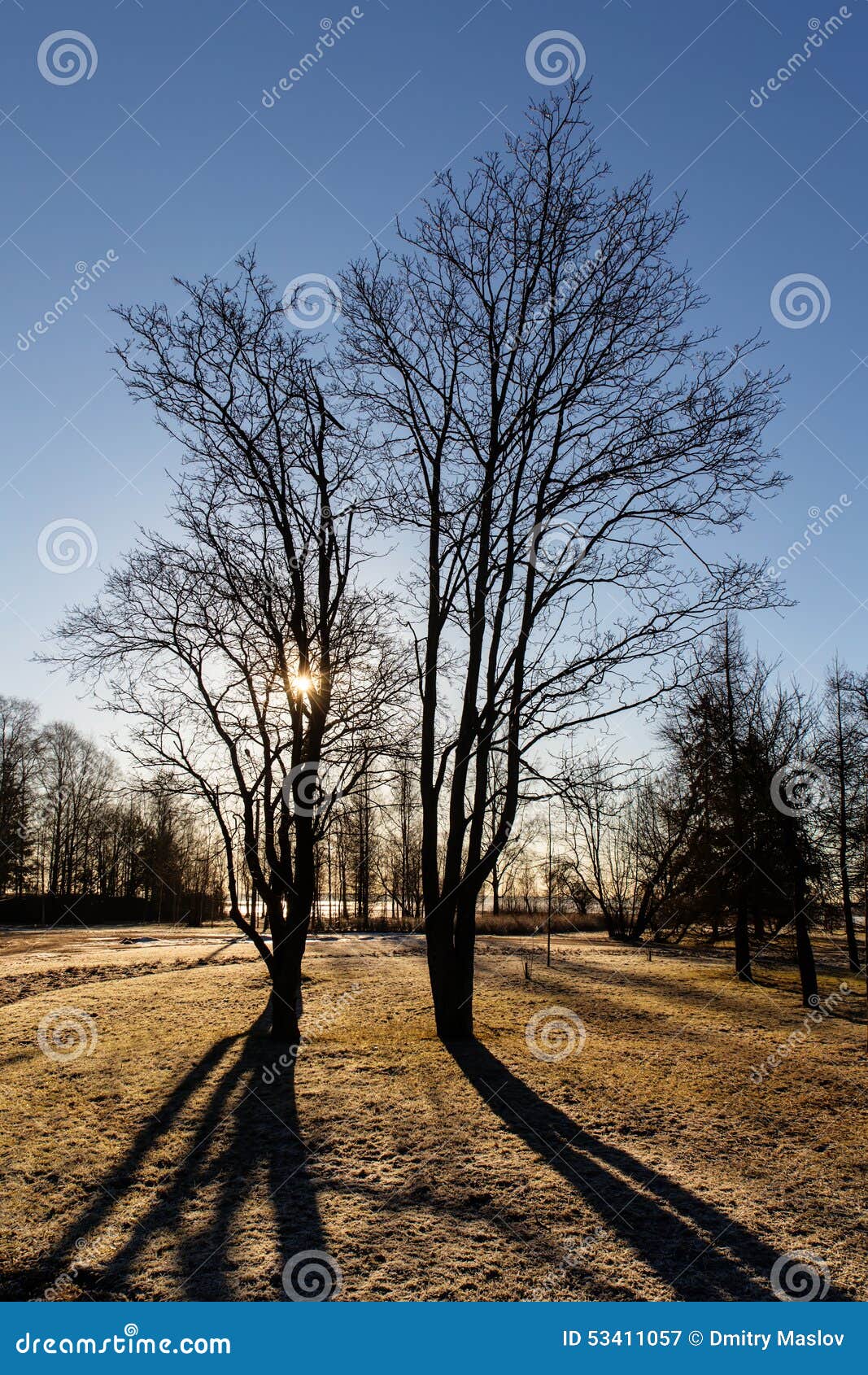 Spring trees stock image. Image of park, nature, bush - 53411057