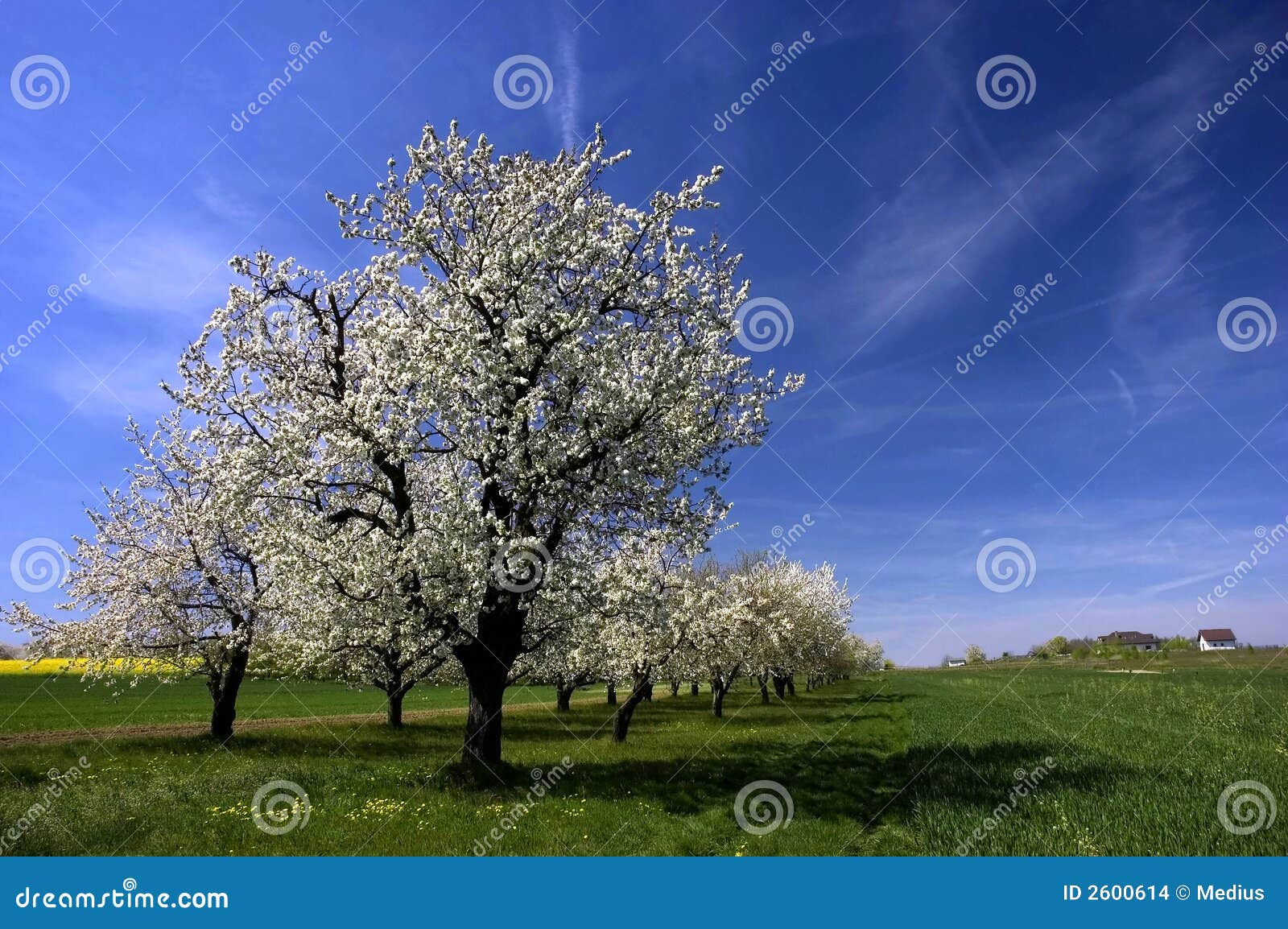 Spring Trees Orchard Landscape Stock Photo - Image of horizontal ...