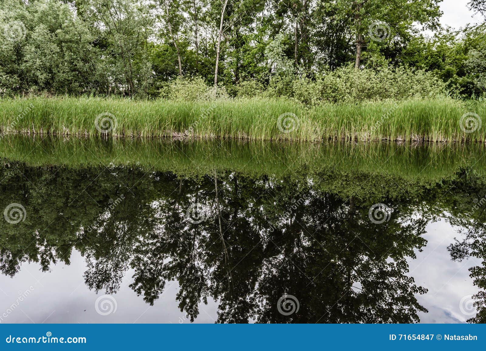 Spring Trees and Reeds Reflected in the River Stock Image - Image of ...