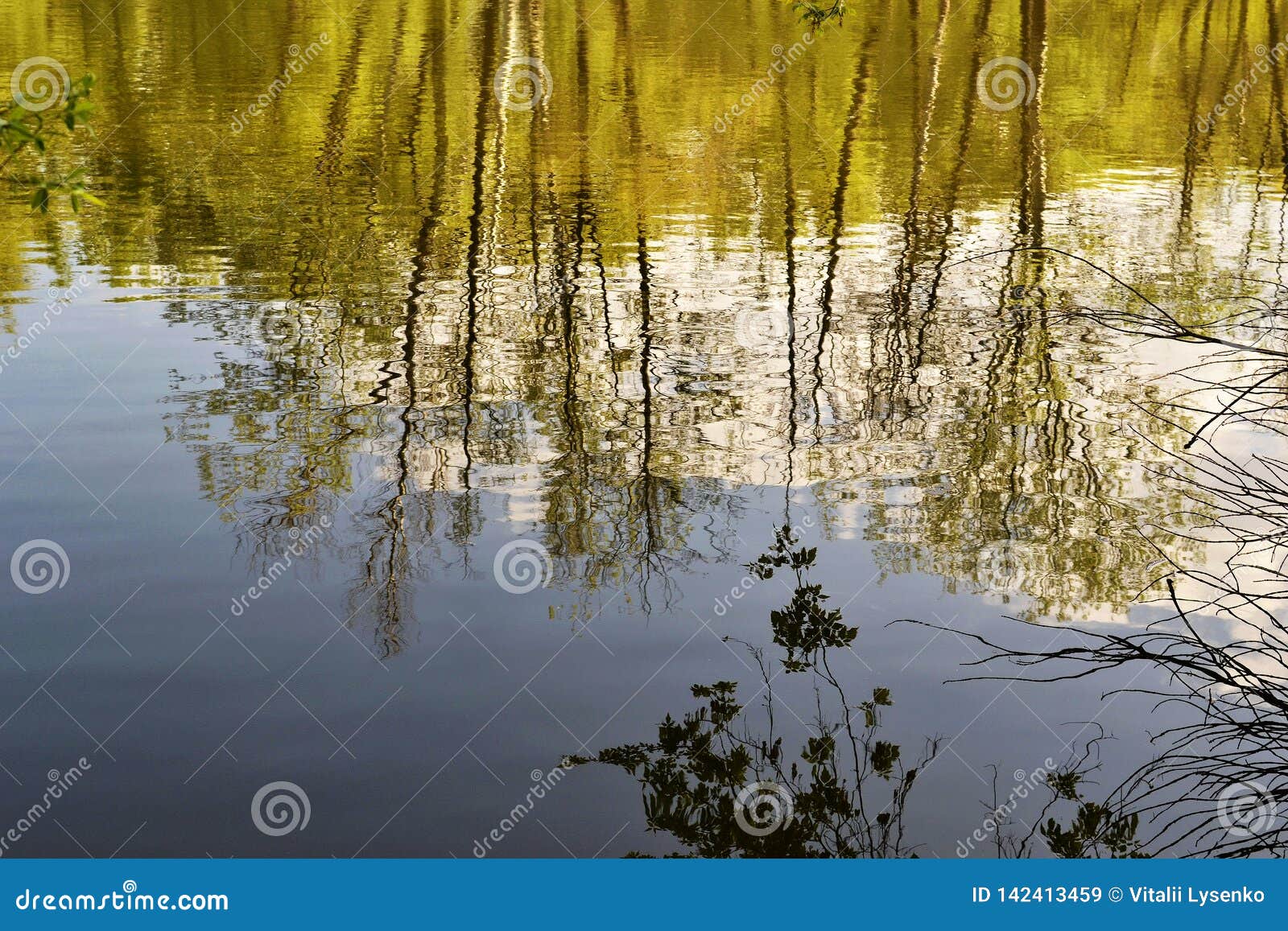 Spring Trees are Reflected in the Water of the River Stock Image ...