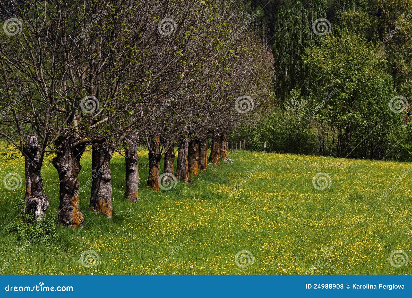 Spring trees in row stock photo. Image of subdivision - 24988908