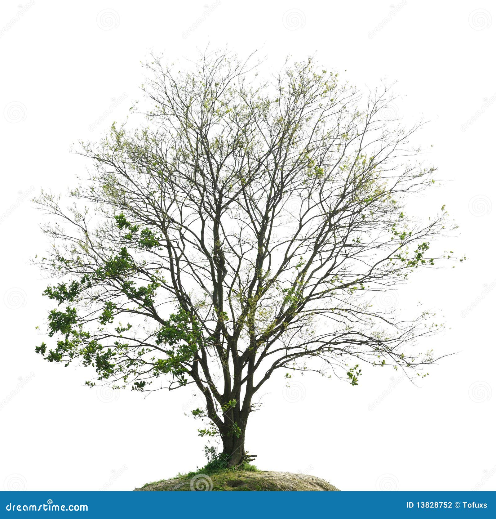 Spring, the trees sprout stock photo. Image of spring - 13828752