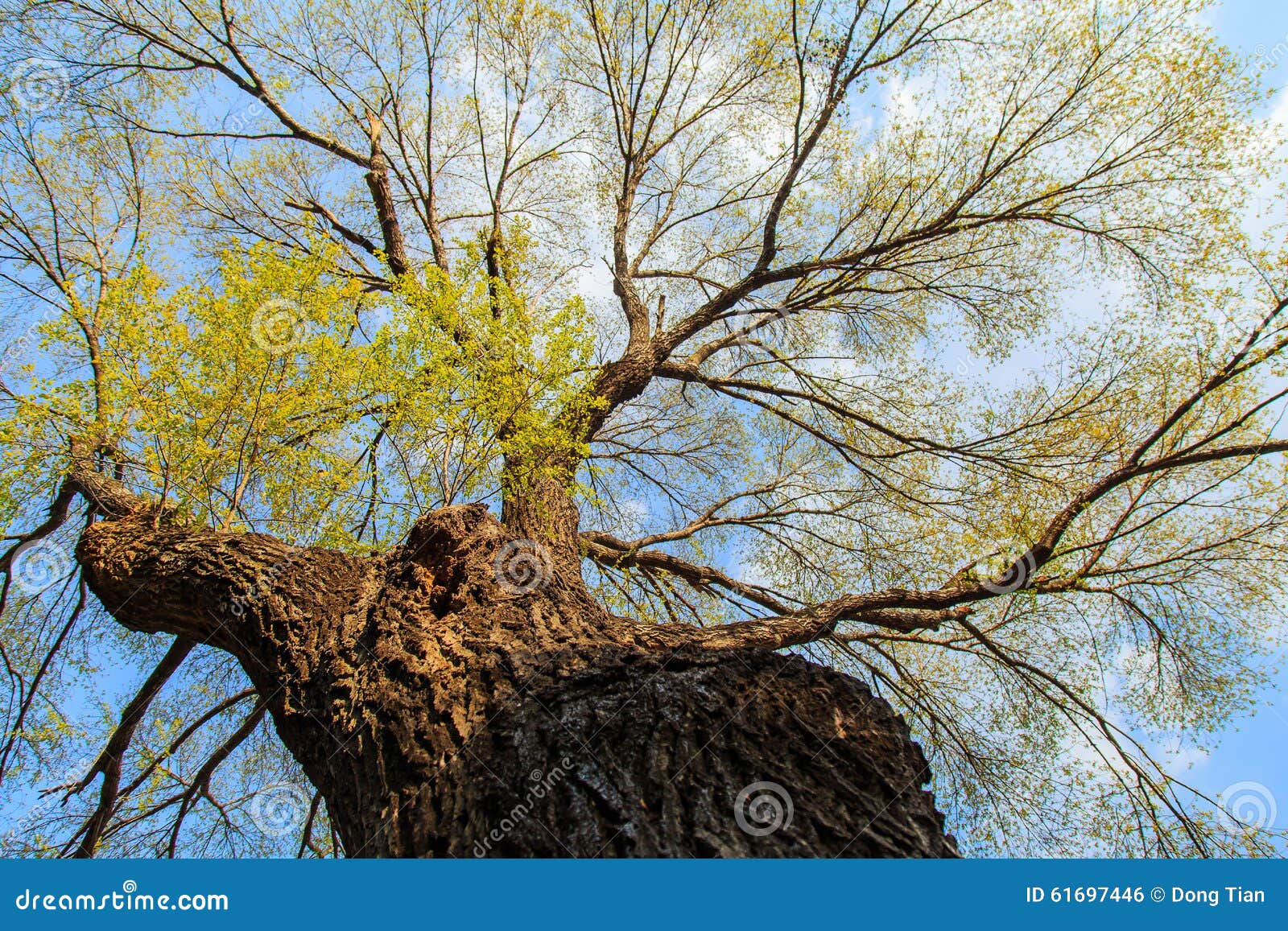 Spring trees sprout stock photo. Image of format, tree - 61697446
