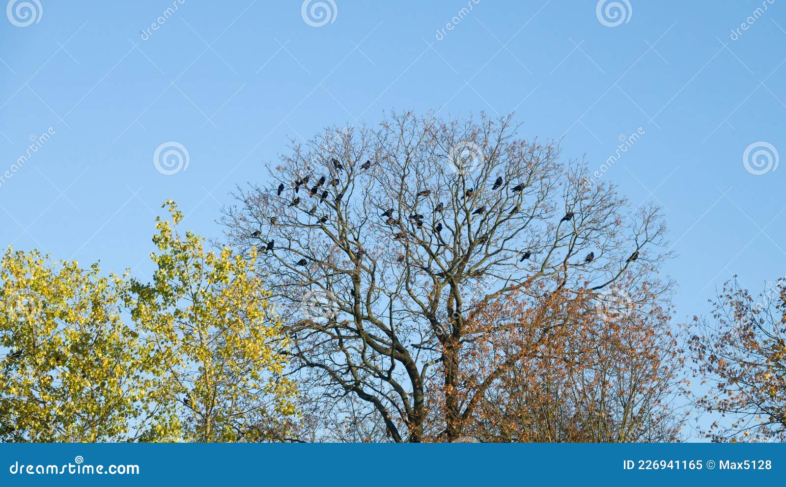 Spring Treescape with Birds Stock Image - Image of branch, animals ...