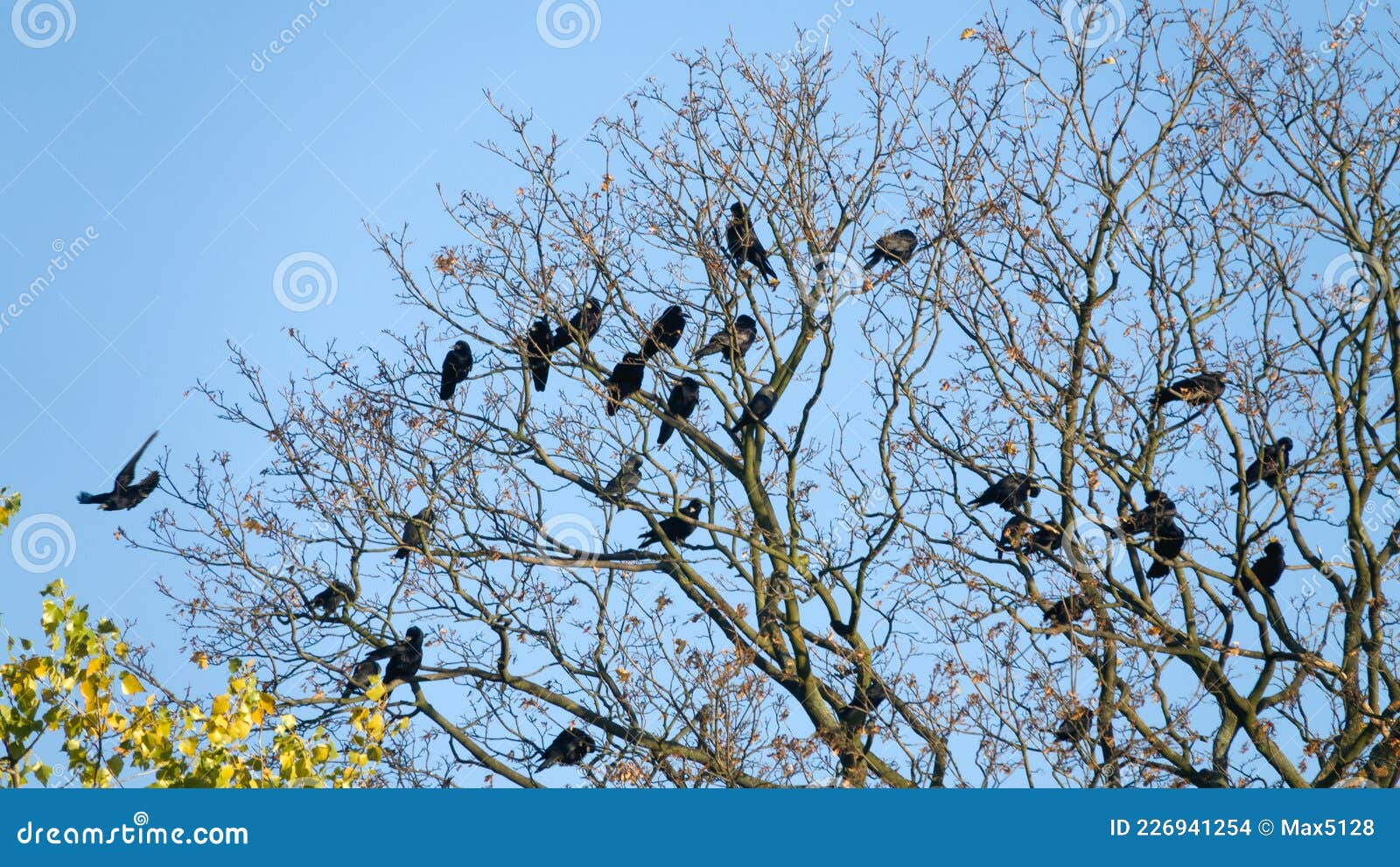 Spring Treescape with Birds Stock Photo - Image of horde, green: 226941254
