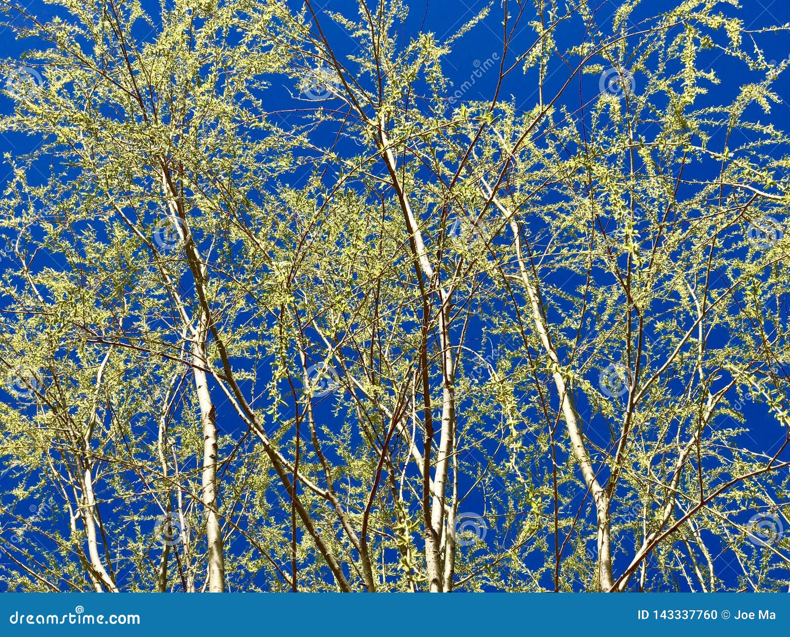 Spring Tress are Sprouting in the Warm Weather Stock Photo - Image of ...