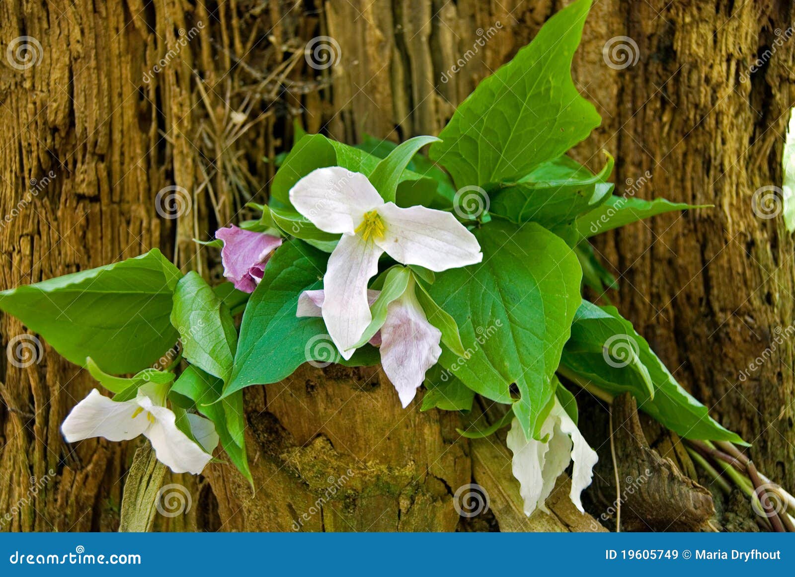 Spring Trilliums stock image. Image of rough, delicate - 19605749