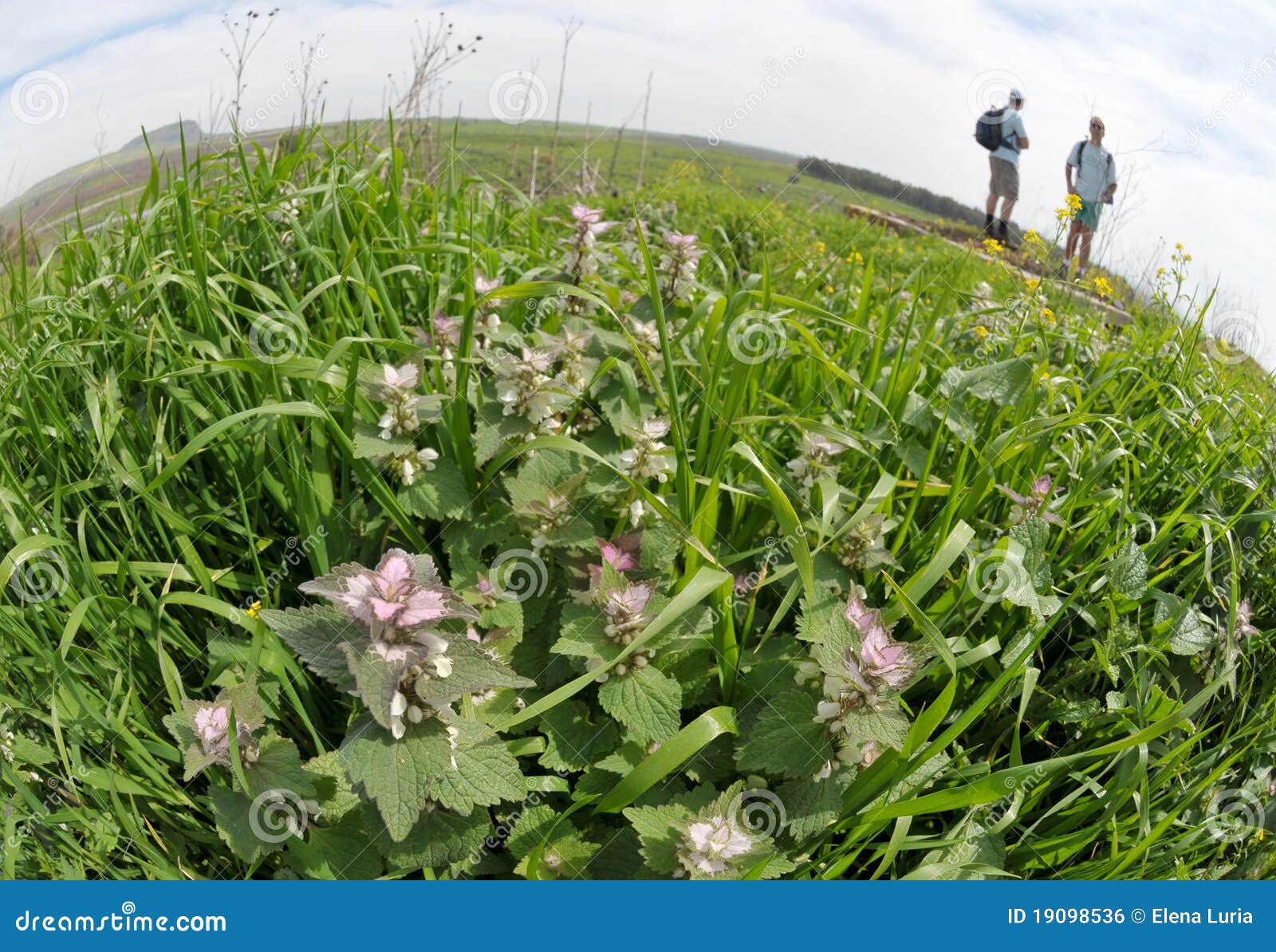 Spring trip stock photo. Image of hiking, land, flowers - 19098536