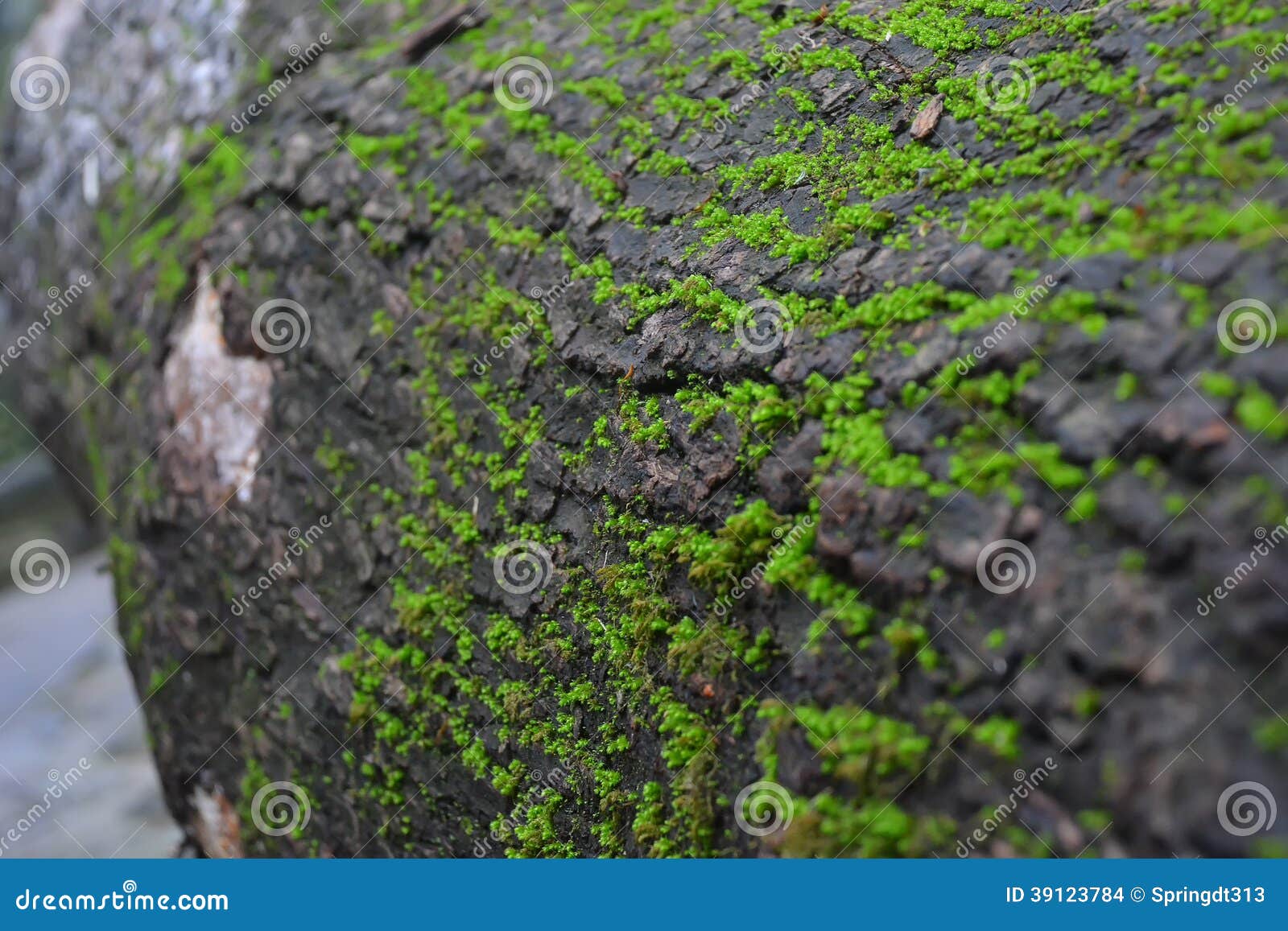 Spring trunk stock photo. Image of plant, nature, spring - 39123784