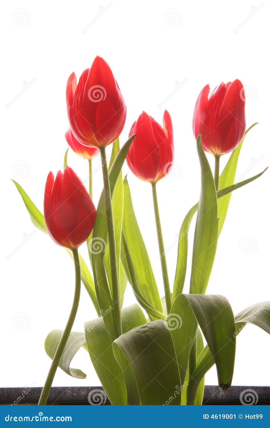 Spring Tulip stock image. Image of seasonal, summer, flowers - 4619001