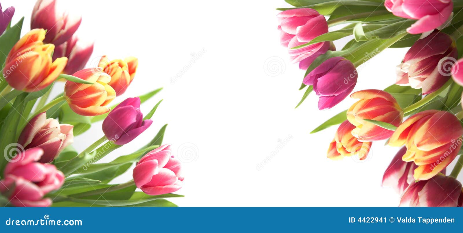 Spring tulip border stock image. Image of blooms, flowers - 4422941