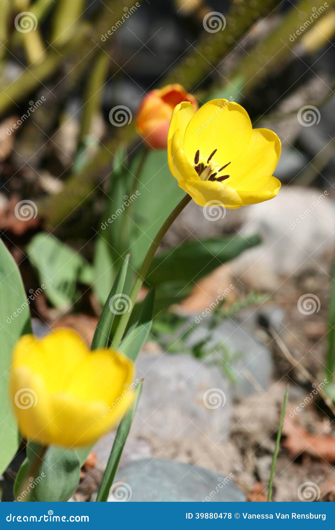 Spring tulip stock photo. Image of blossom, petal, floral - 39880478