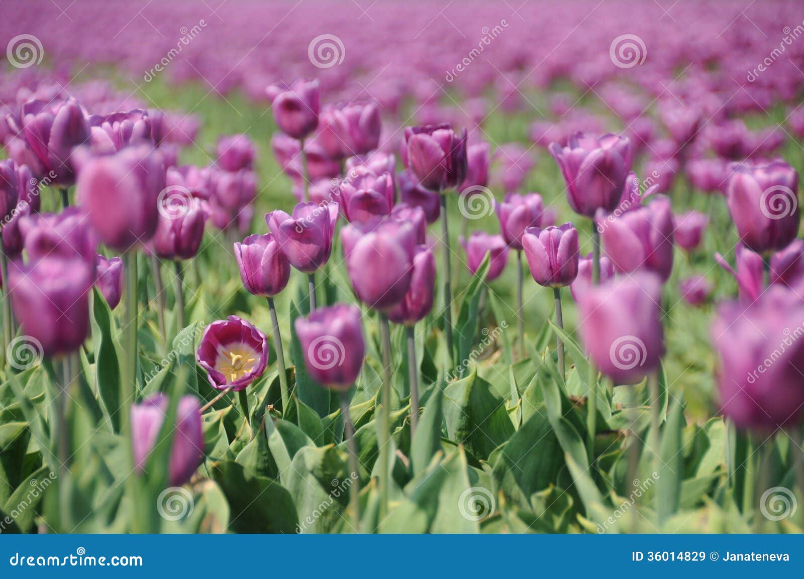 Spring tulip field stock image. Image of tulips, dutch - 36014829