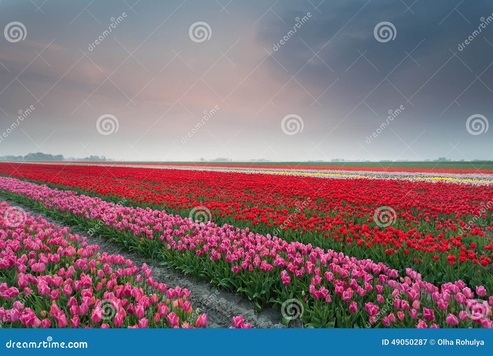 Spring Tulip Field at Sunset Stock Image - Image of pink, white: 49050287