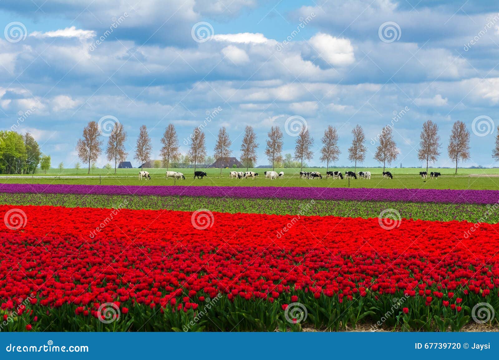Spring Tulip Fields in Holland, Flowers in Netherlands Stock Photo ...