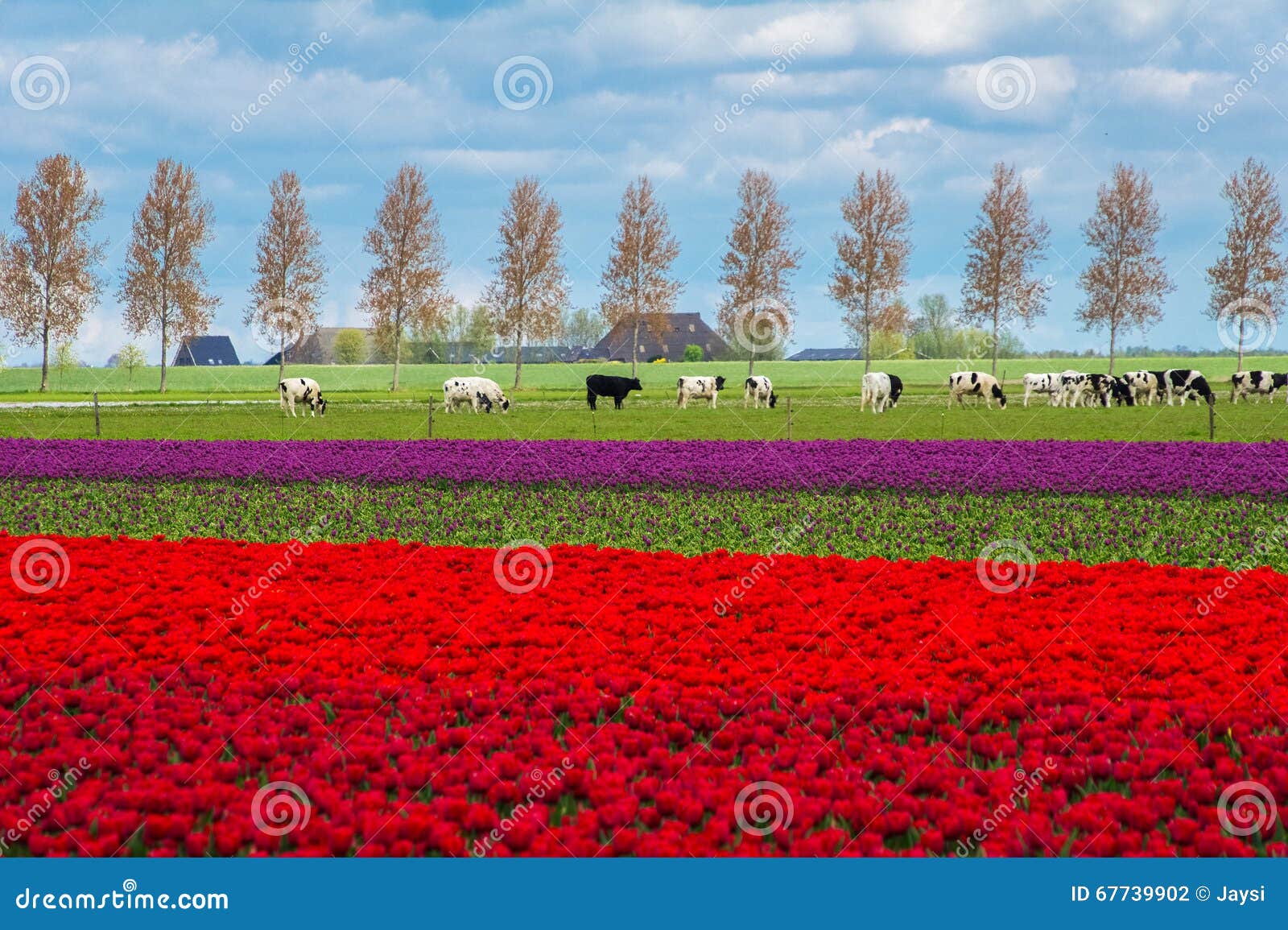 Spring Tulip Fields in Holland, Flowers in Netherlands Stock Photo ...