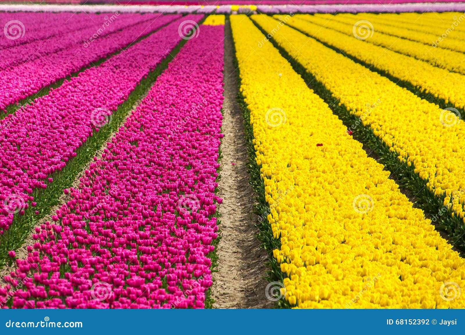 Spring Tulip Fields in Holland, Flowers in Netherlands Stock Photo ...