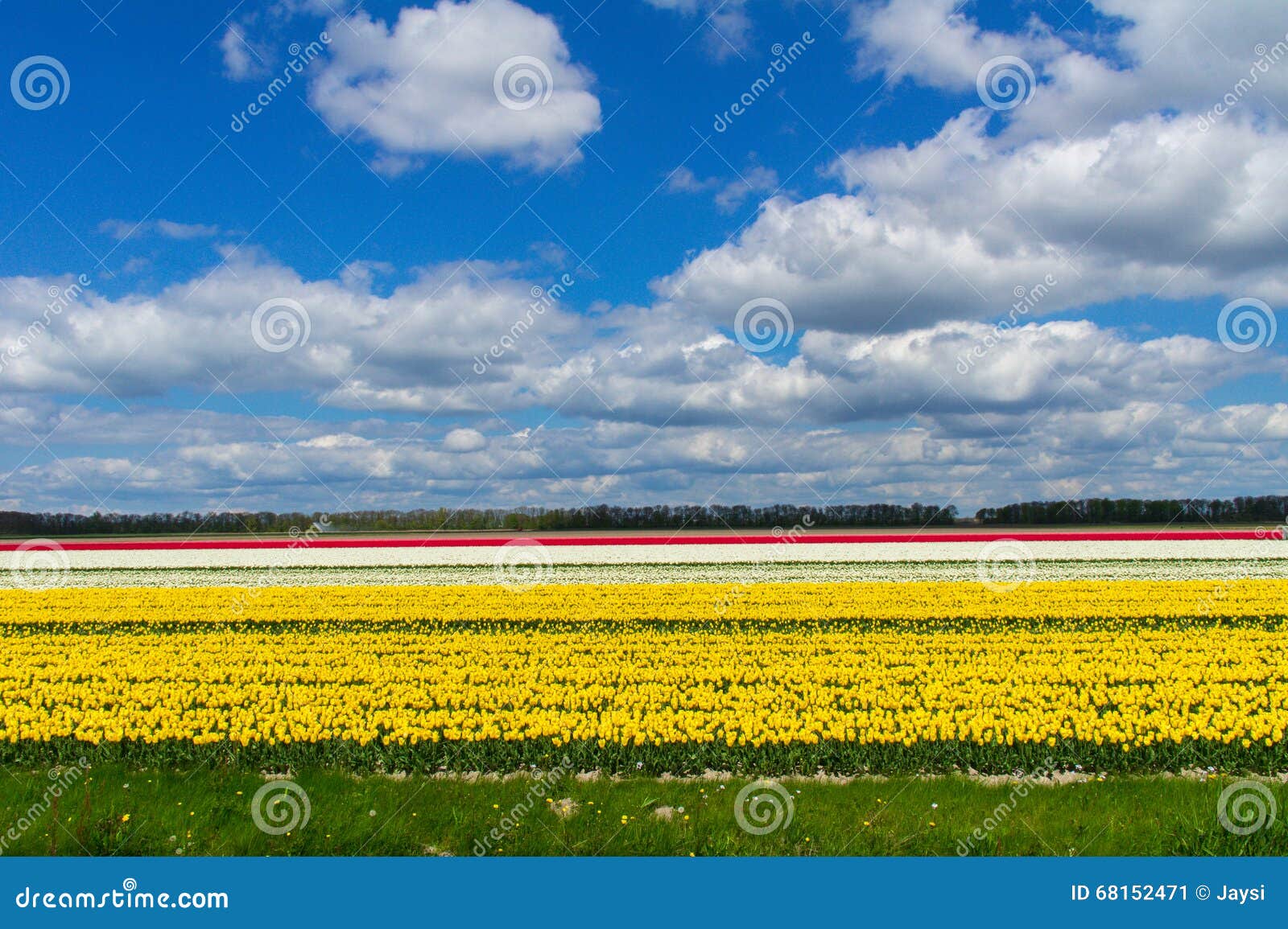 Spring Tulip Fields in Holland, Flowers in Netherlands Stock Image ...