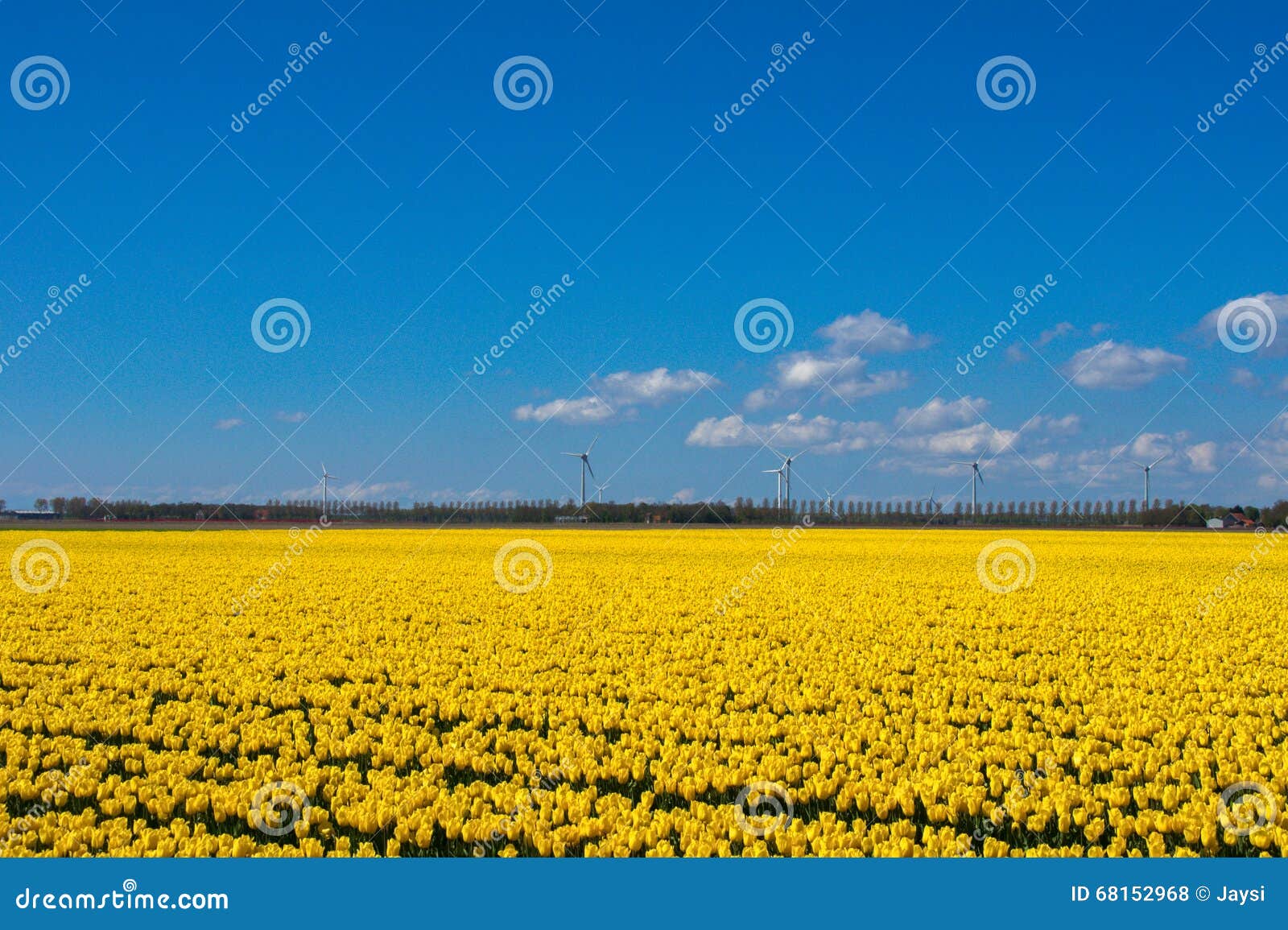 Spring Tulip Fields in Holland, Flowers in Netherlands Stock Photo ...