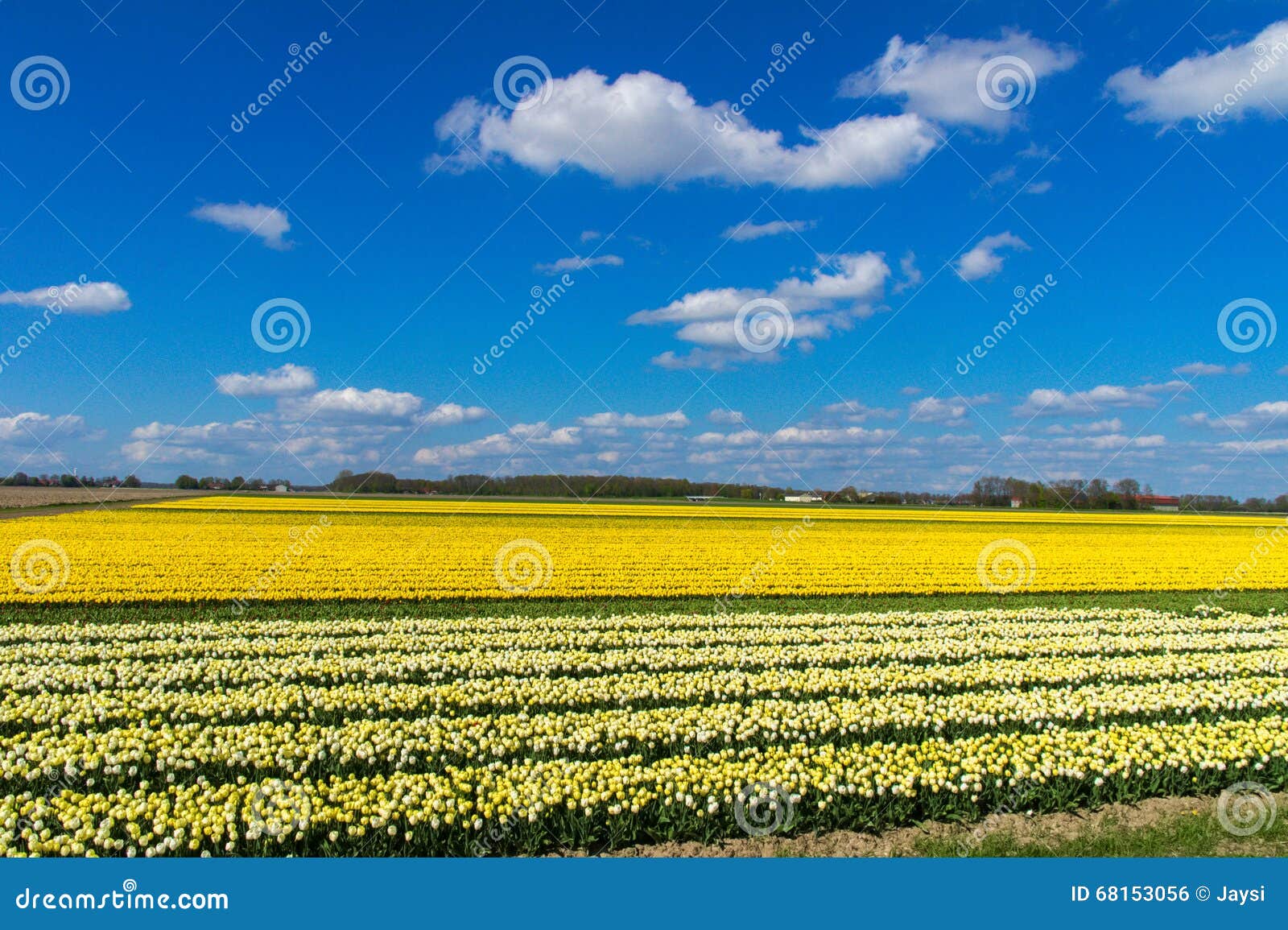 Spring Tulip Fields in Holland, Flowers in Netherlands Stock Photo ...