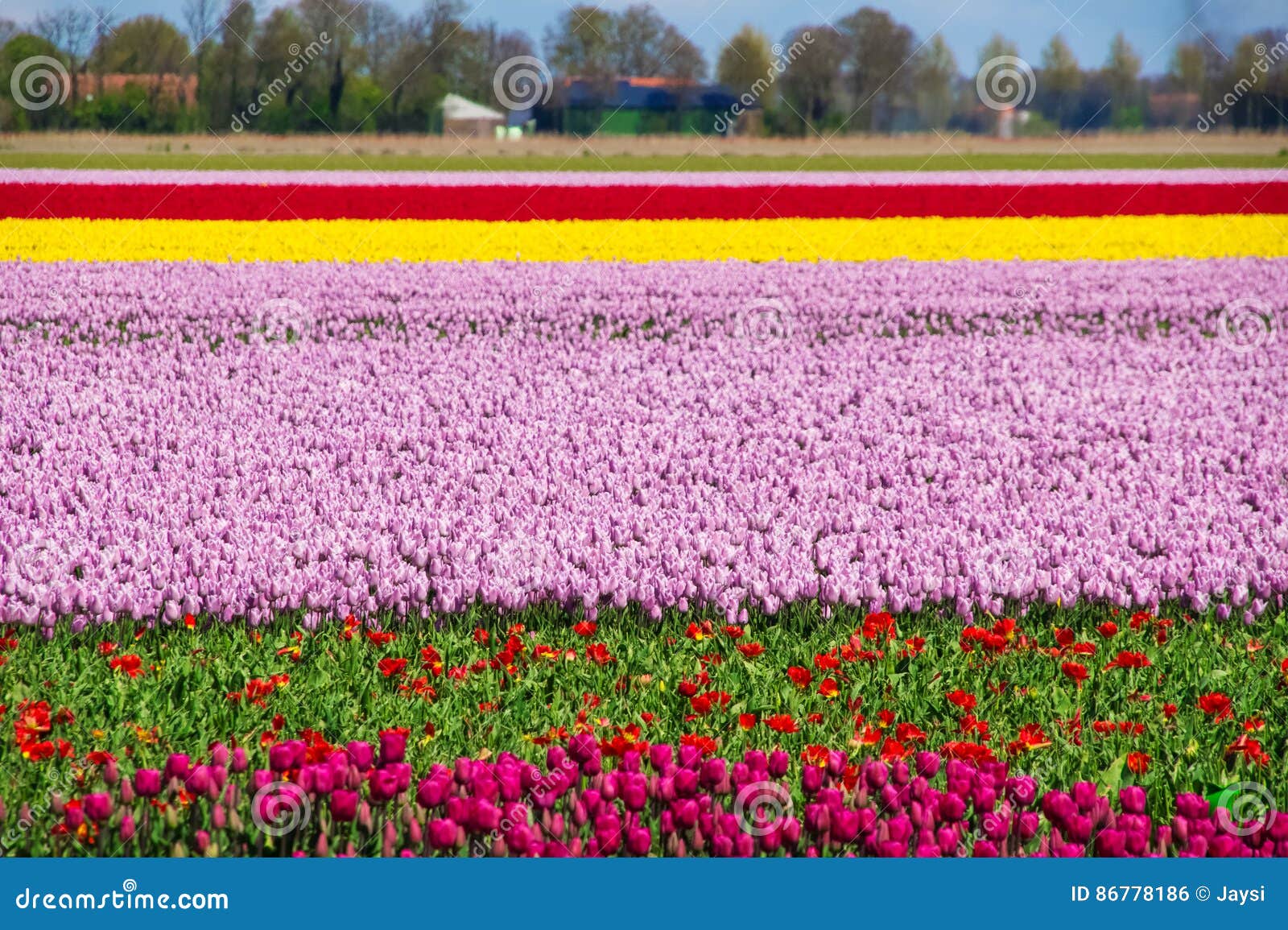 Spring Tulip Fields in Holland, Flowers in Netherlands Stock Photo ...