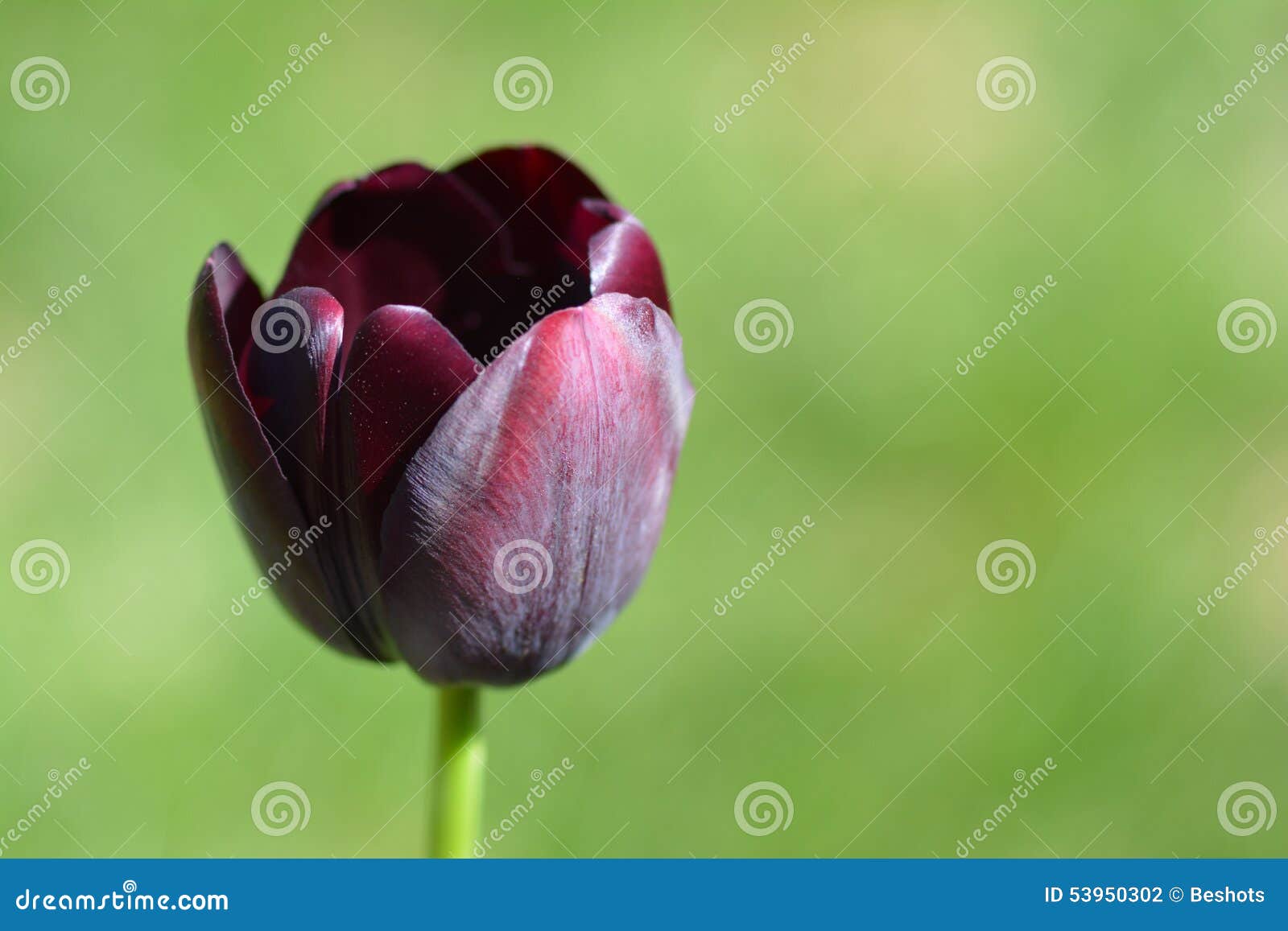Spring Tulip Flower in Deep Purple Soft Green Bokeh Background Stock ...