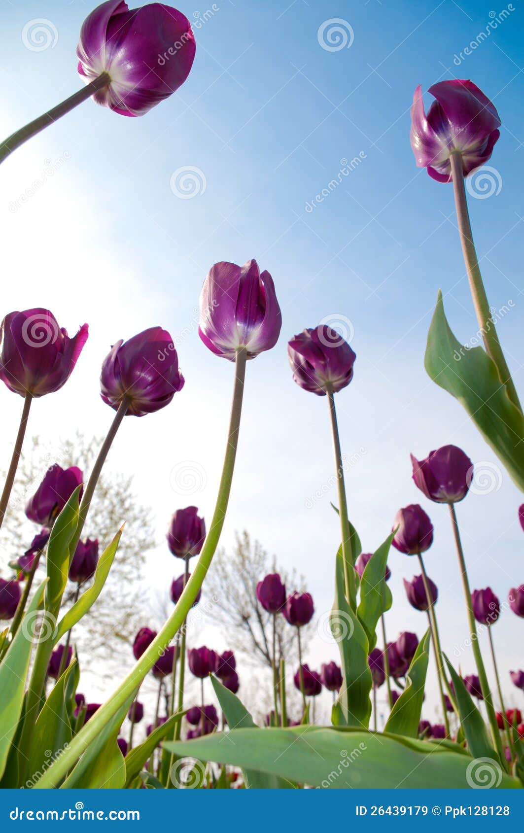 Spring tulip flowers stock image. Image of bloom, pink - 26439179