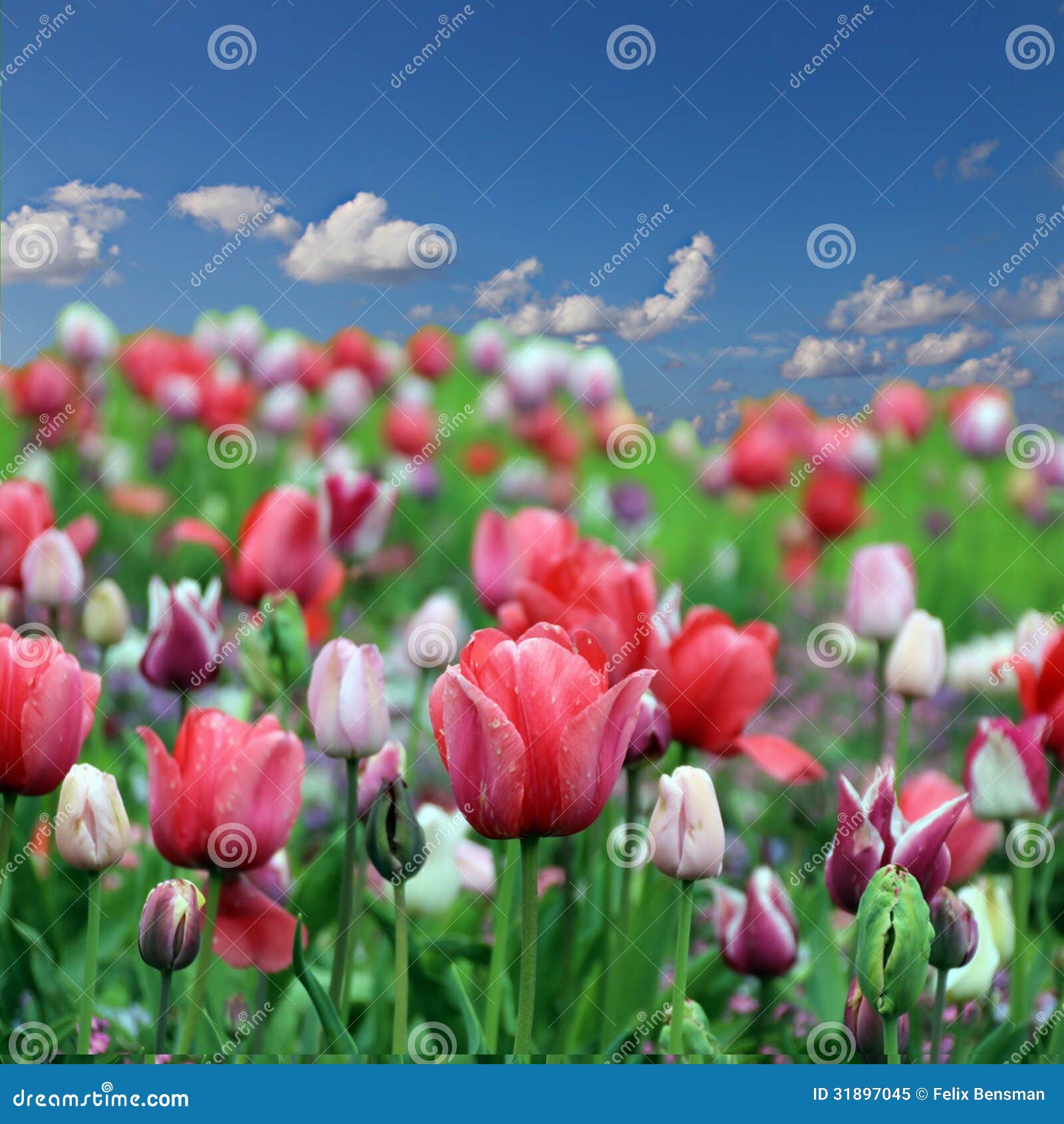 Spring tulip flowers stock image. Image of nature, head - 31897045