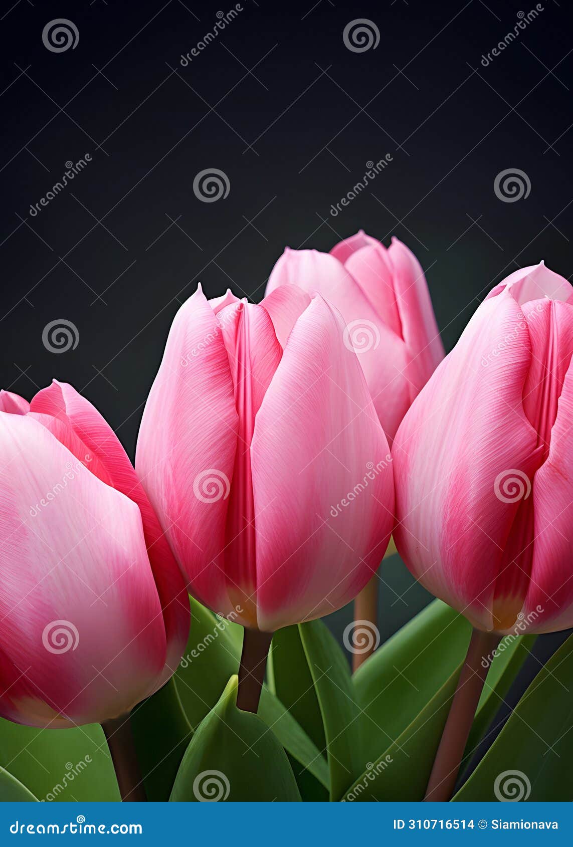 Spring Tulip Flowers, Isolated on Dark Background Stock Photo - Image ...