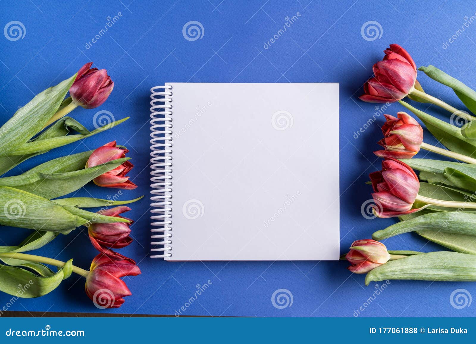 Spring Tulip Flowers and Notebook for Text on Bright Blue Background ...