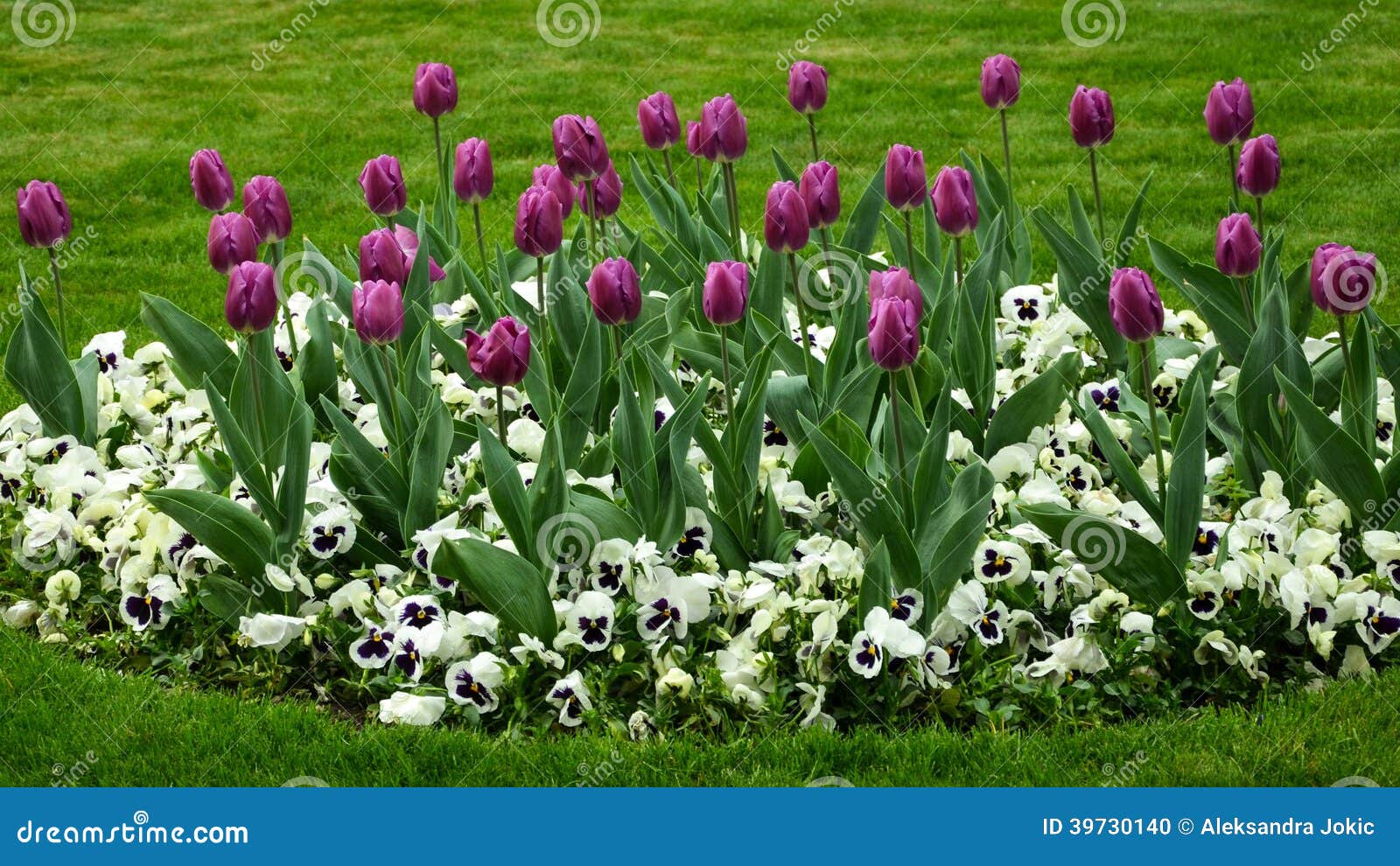 Spring tulip flowers stock photo. Image of fresh, odor - 39730140