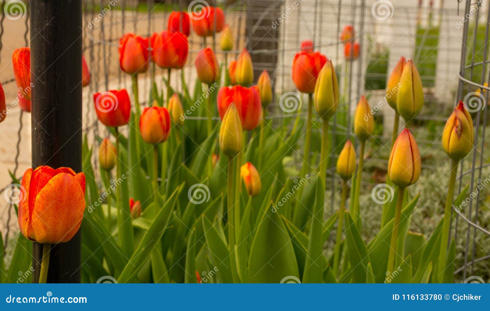 Spring Tulip Garden in Morning Sun Stock Photo - Image of plant, grass ...