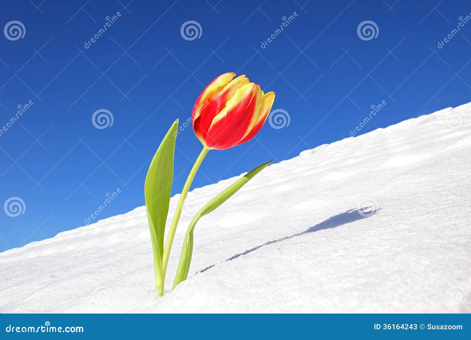 A Spring Tulip in Snow, before Winter is Going Stock Image - Image of ...