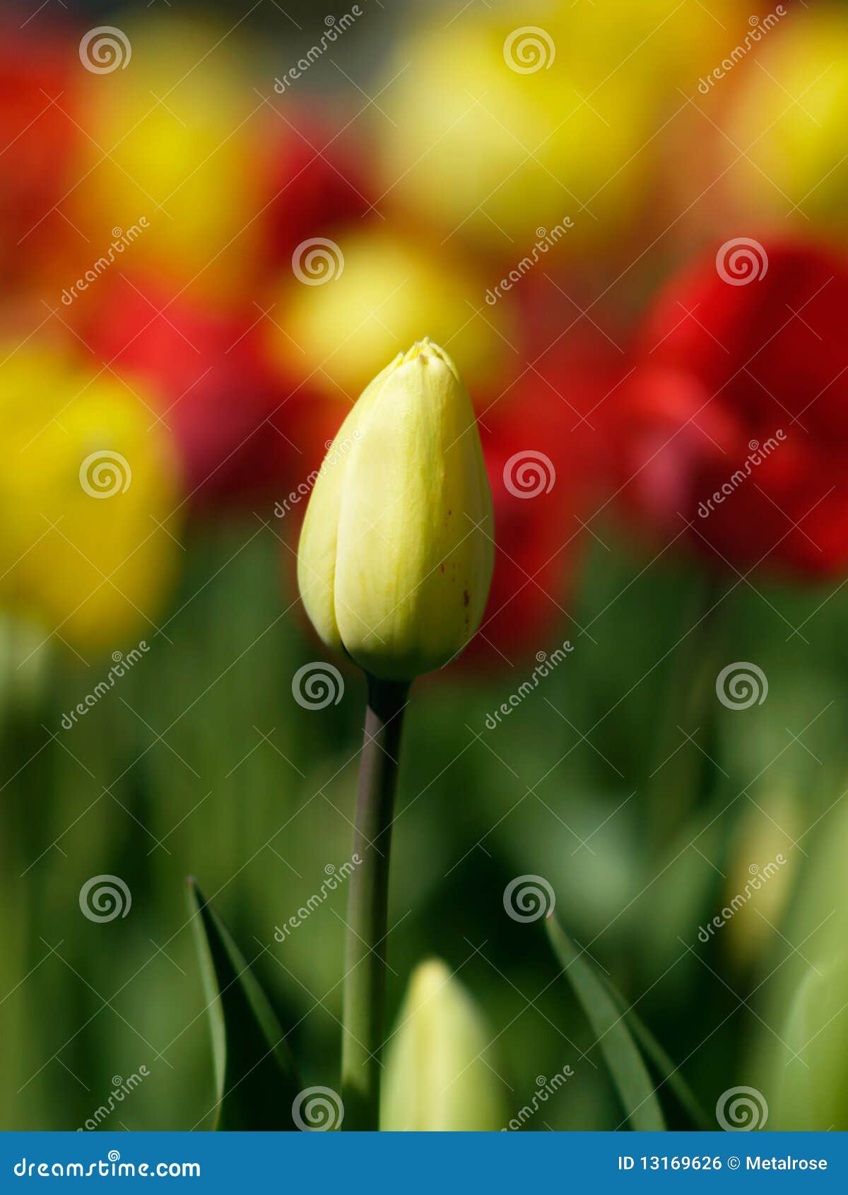 Spring tulips stock photo. Image of landscape, beauty - 13169626