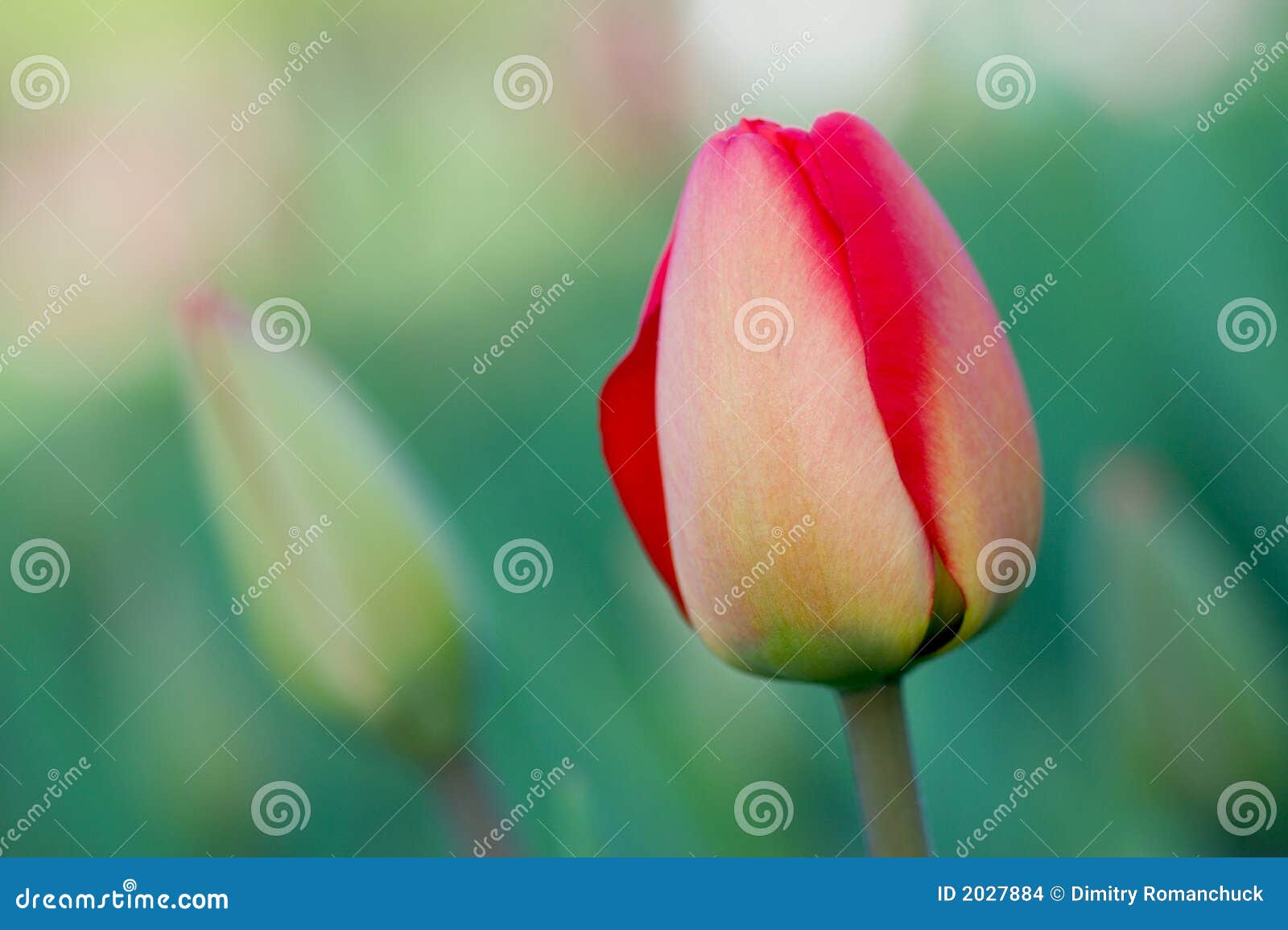 Spring tulips. stock photo. Image of nature, bright, plant - 2027884