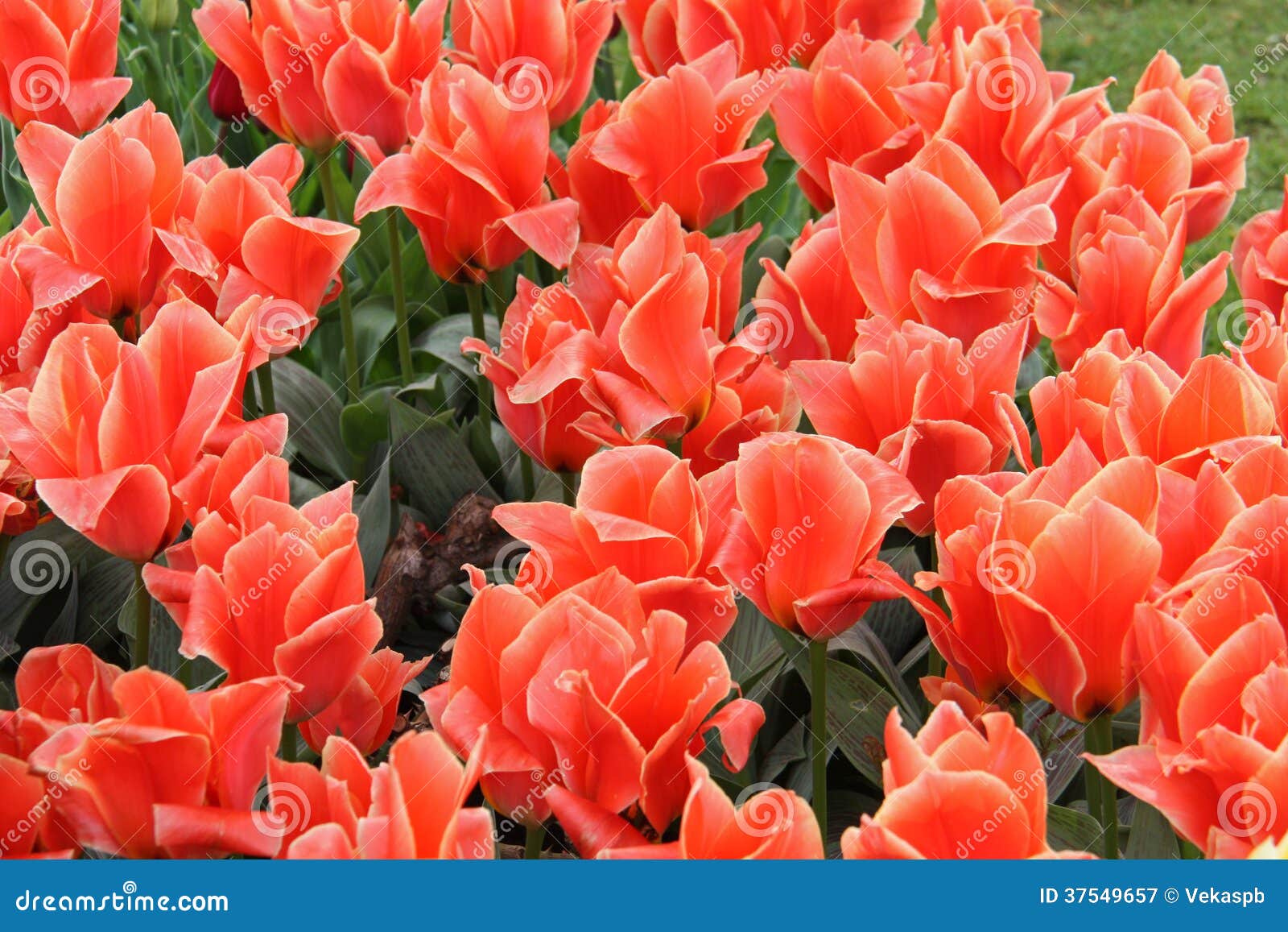 Spring tulips stock image. Image of garden, gardening - 37549657