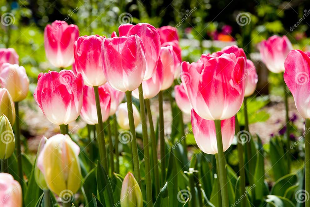 Spring tulips stock photo. Image of greenhouse, blossoms - 660562
