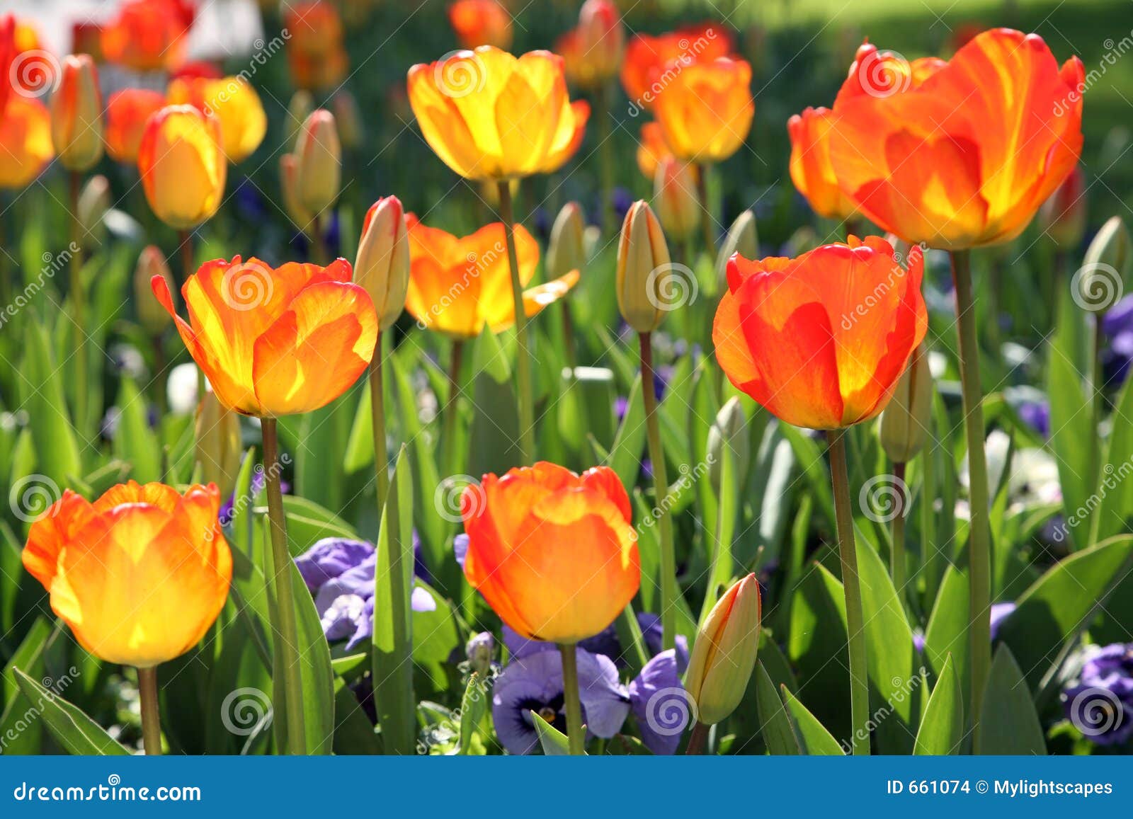 Spring tulips stock photo. Image of garden, blossoms, flora - 661074