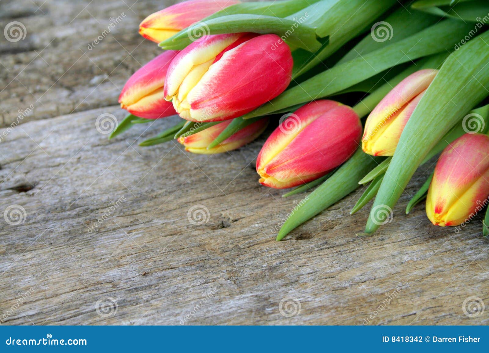 Bunch of tulip flowers stock photo. Image of bunch, green - 8418342